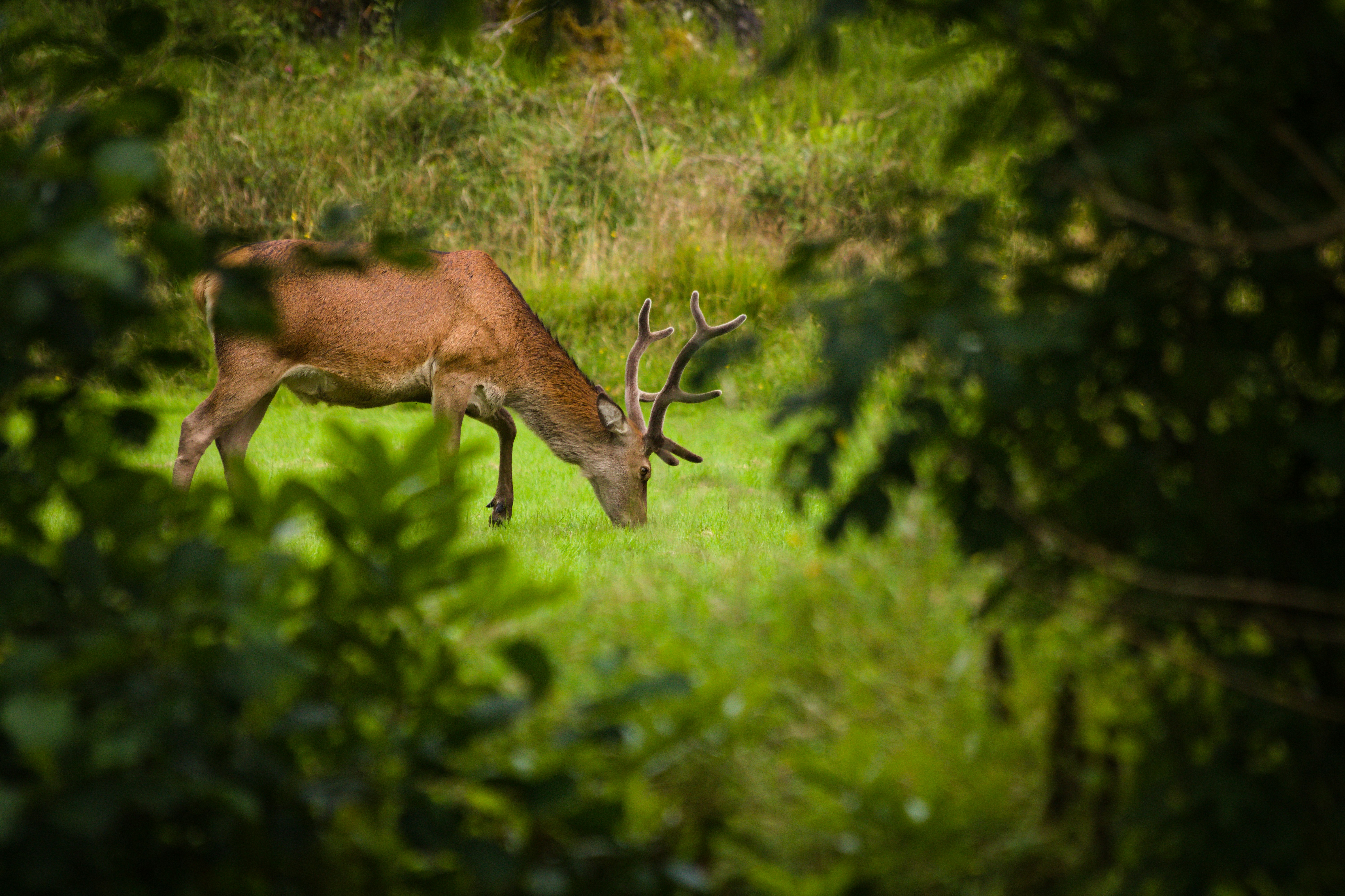Hidden Clearing Stag: A Quiet Moment in the Green Meadow