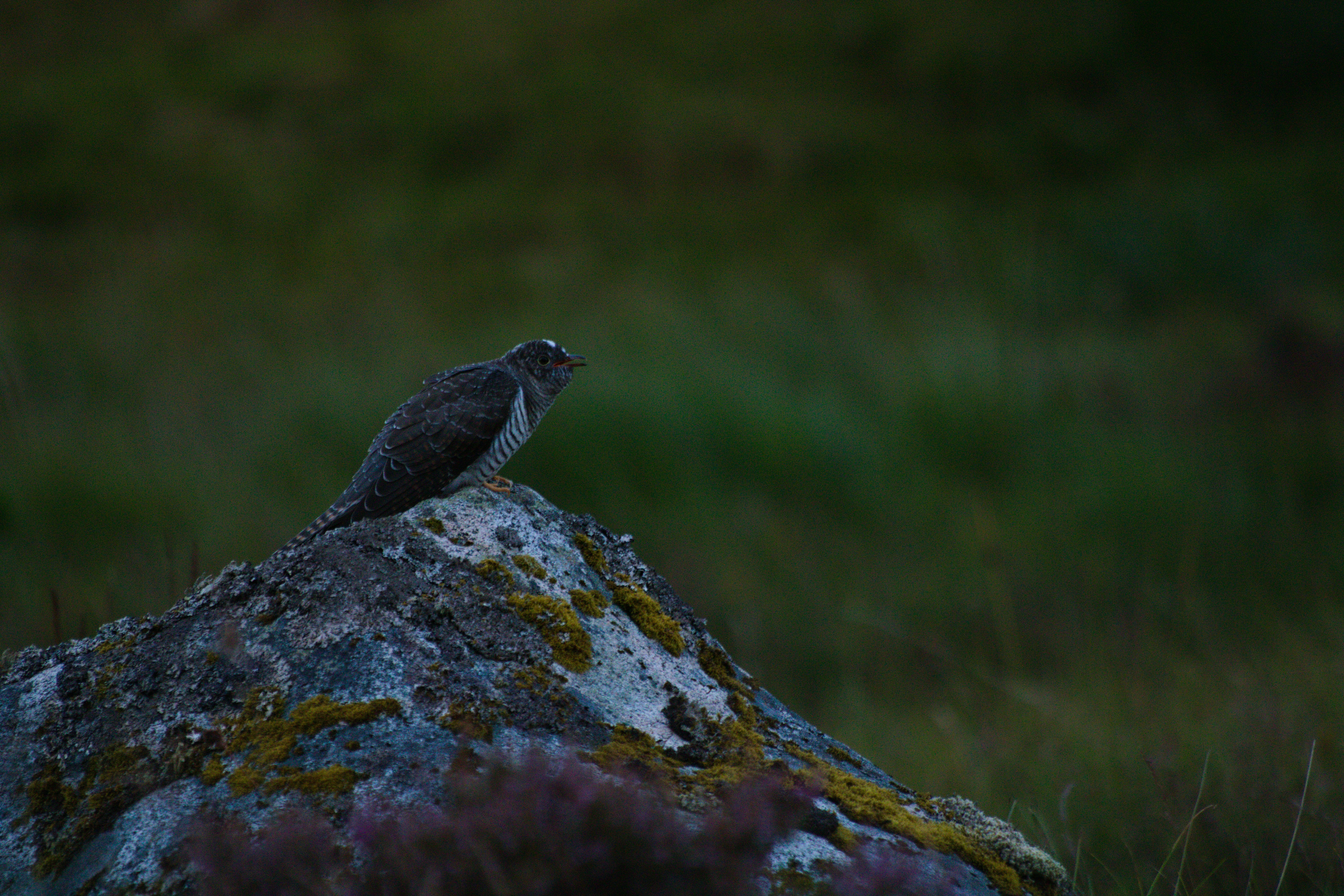 Perched on Moss-Covered Stone: A Quiet Hunt on the Hillside