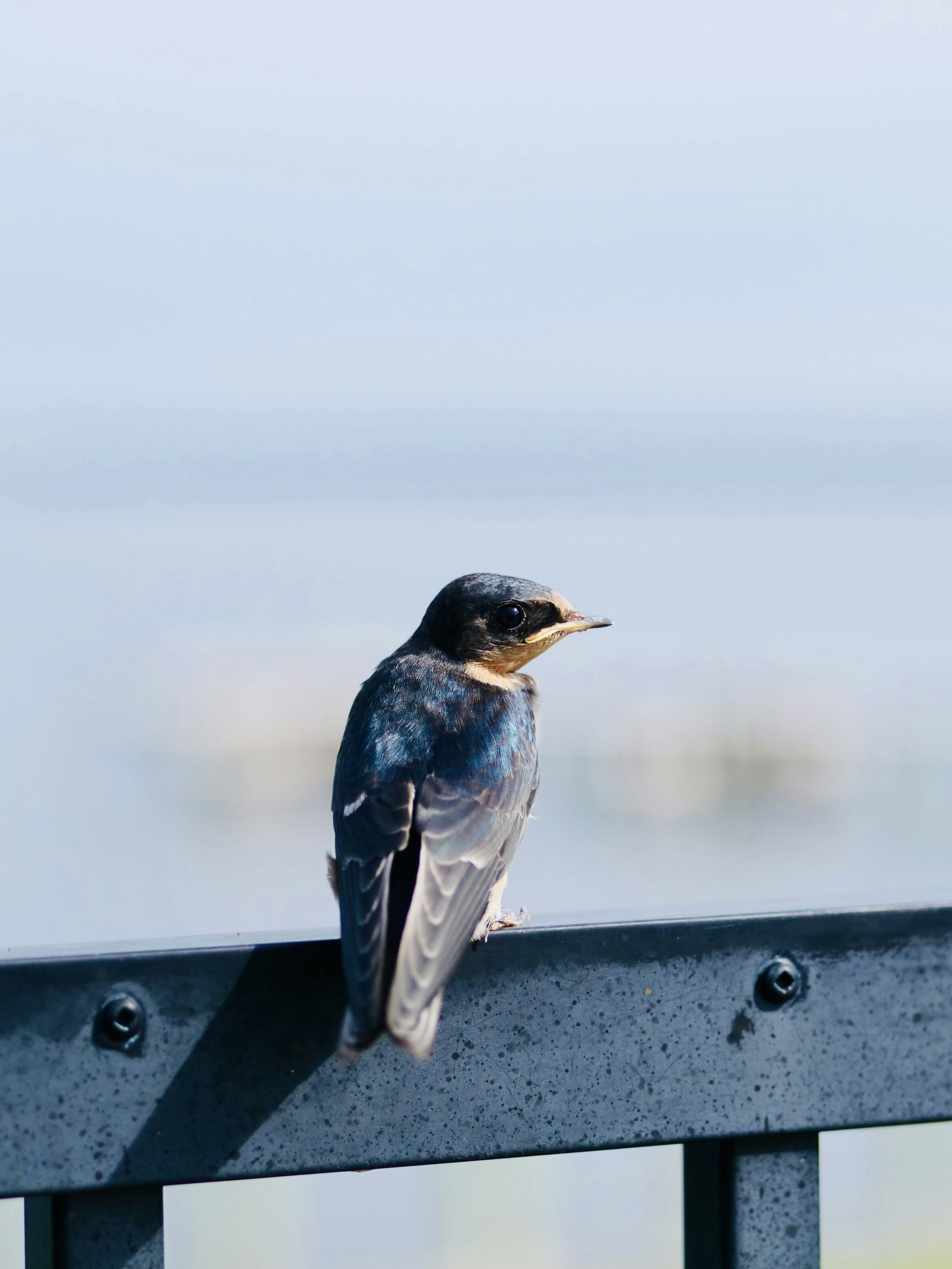 Blue-Feathered Spotlight on a Rail-Side Swallow