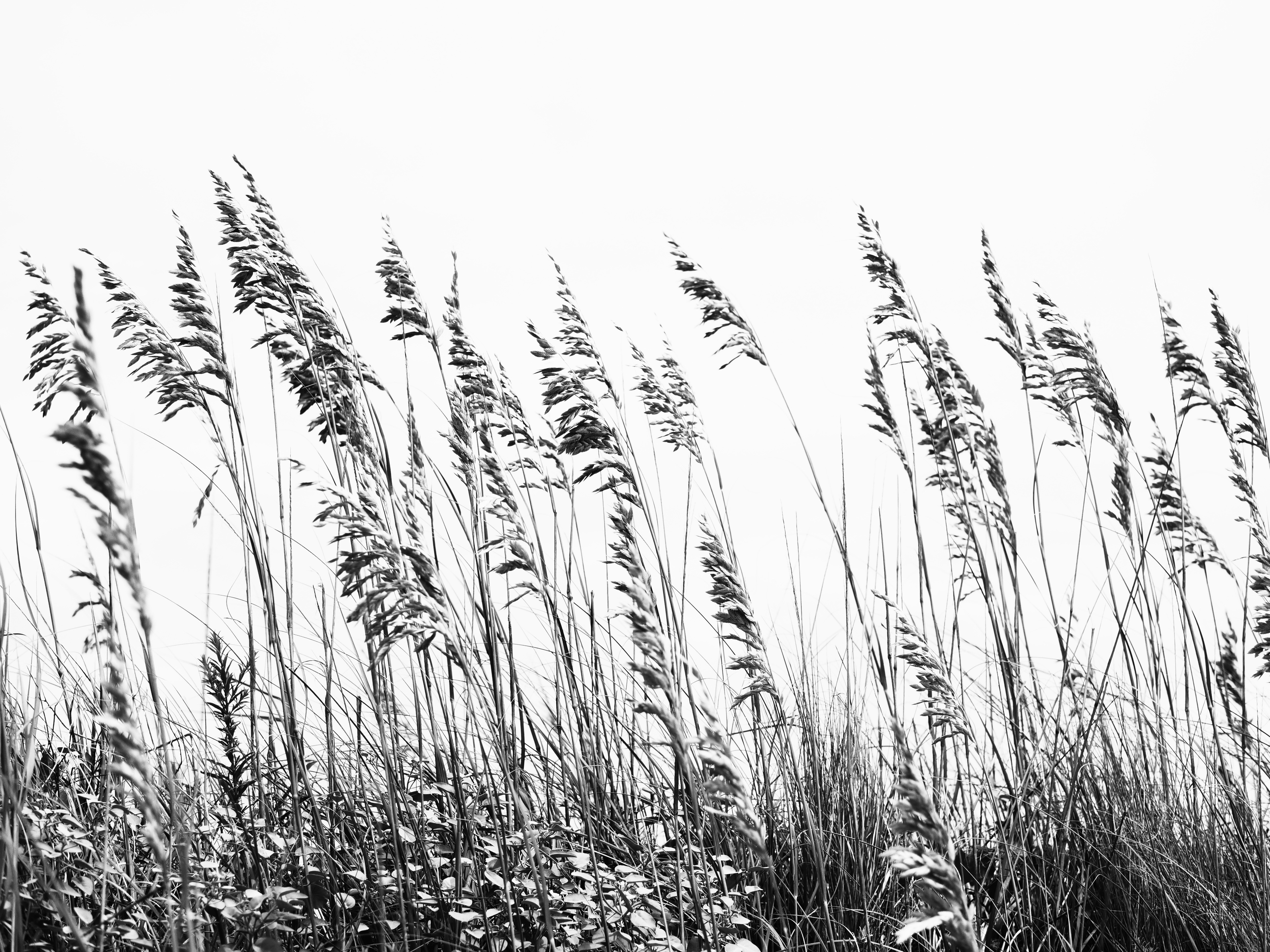 Whispers of Reeds: A Fluctuating Horizon in Monochrome