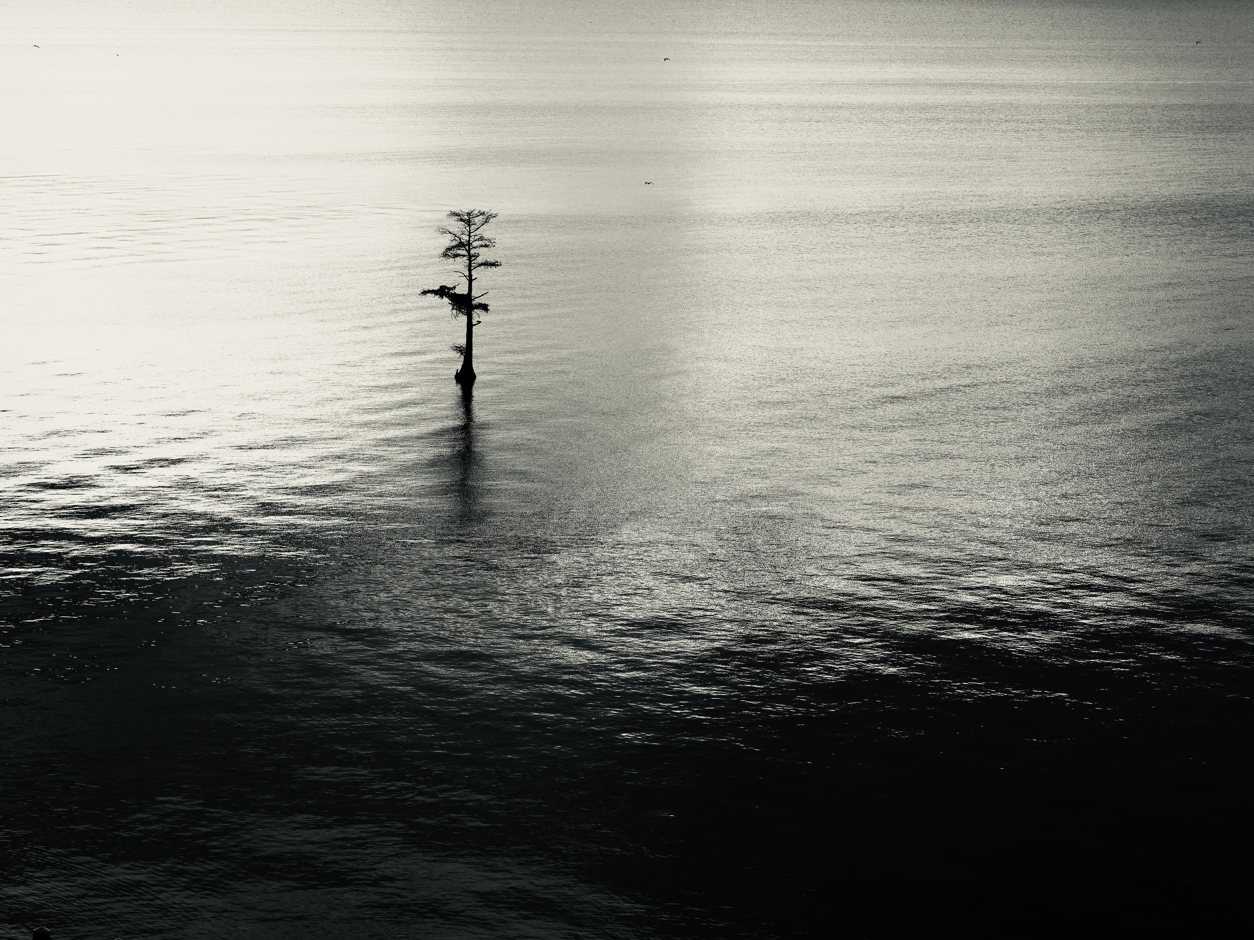 Solitary Tree Silhouette in Quiet Waters