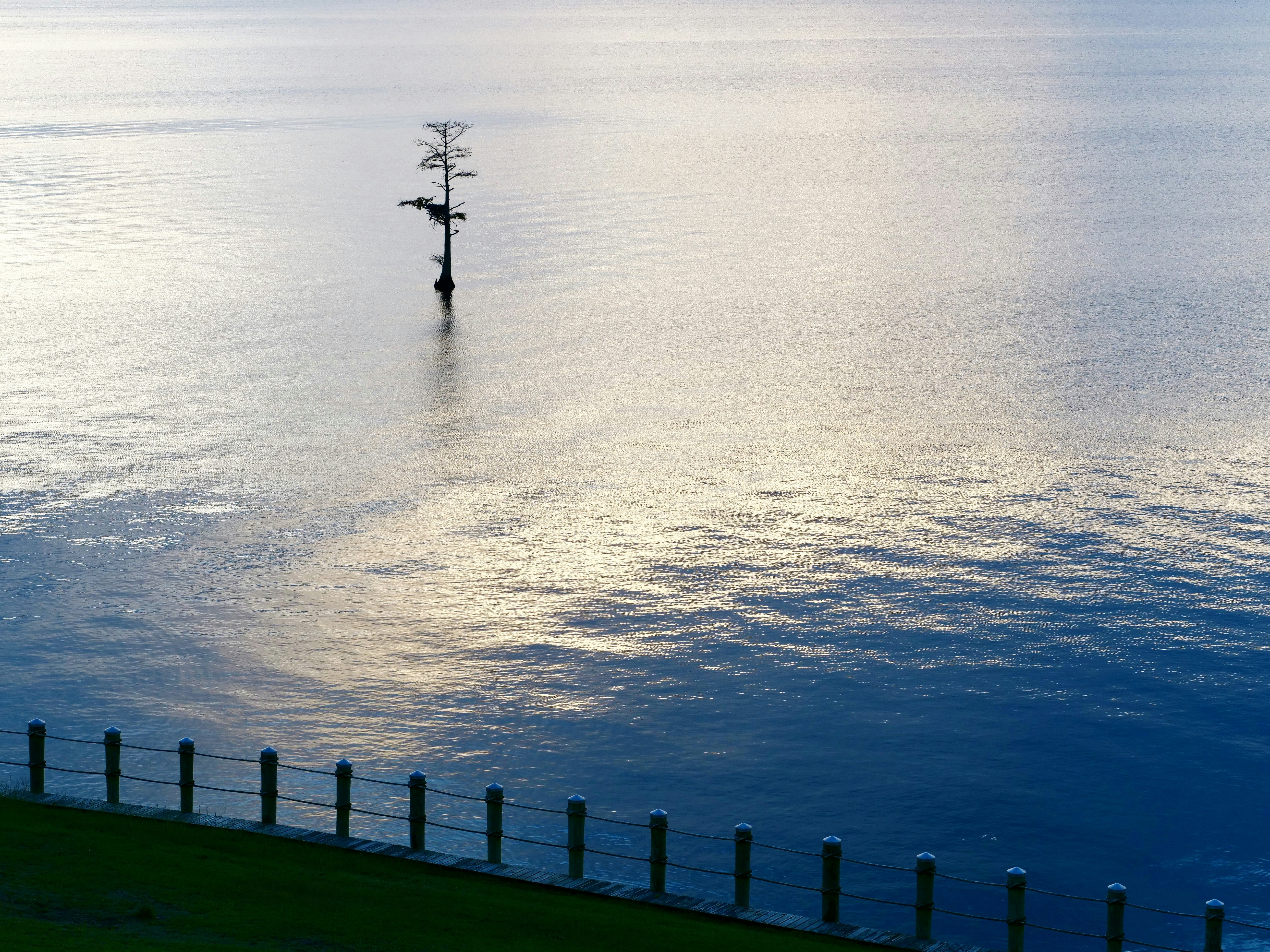 Lone Tree Adrift on a Quiet Lake