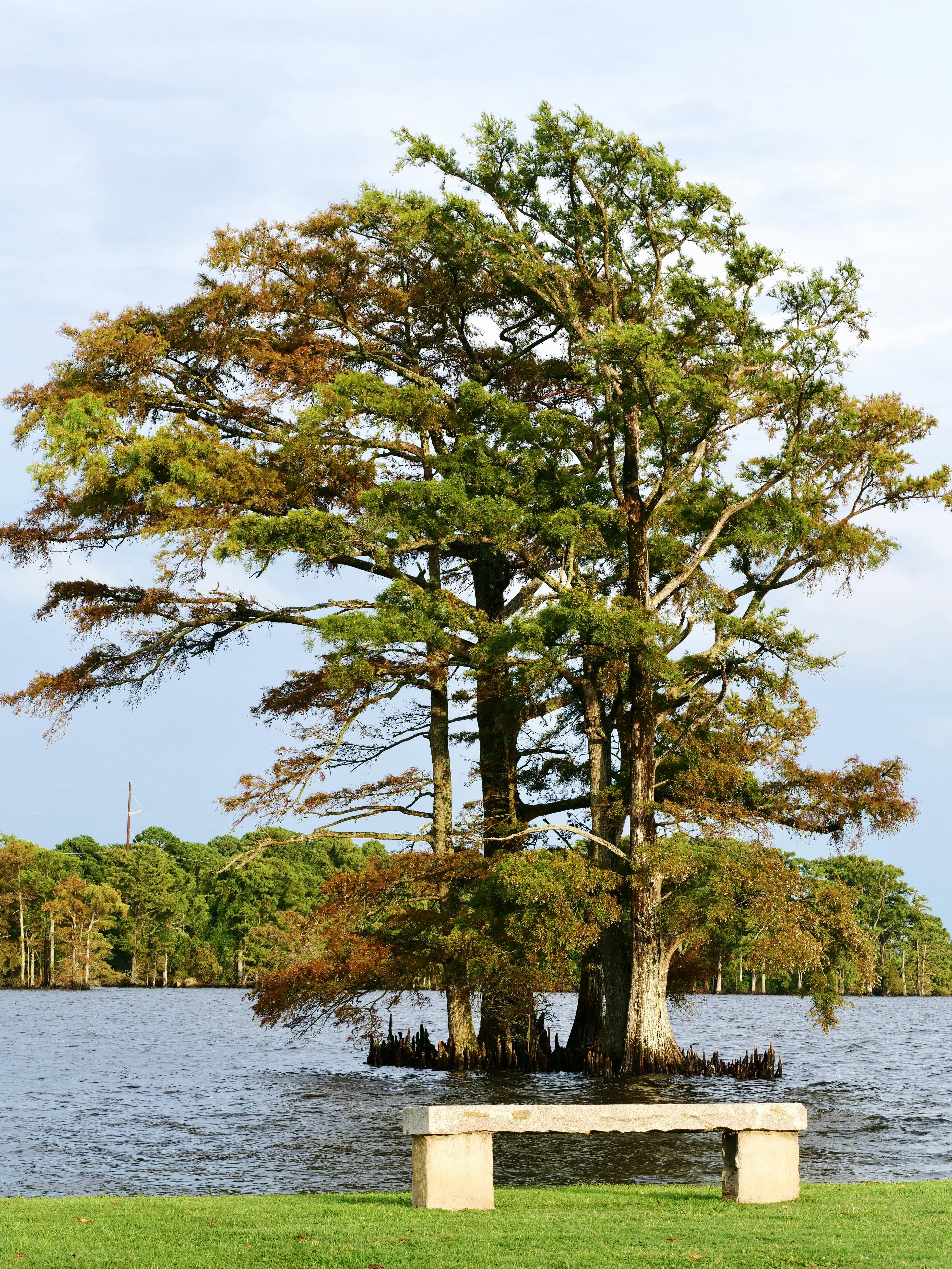 Lonely Cypress Crowned by Autumn Sky