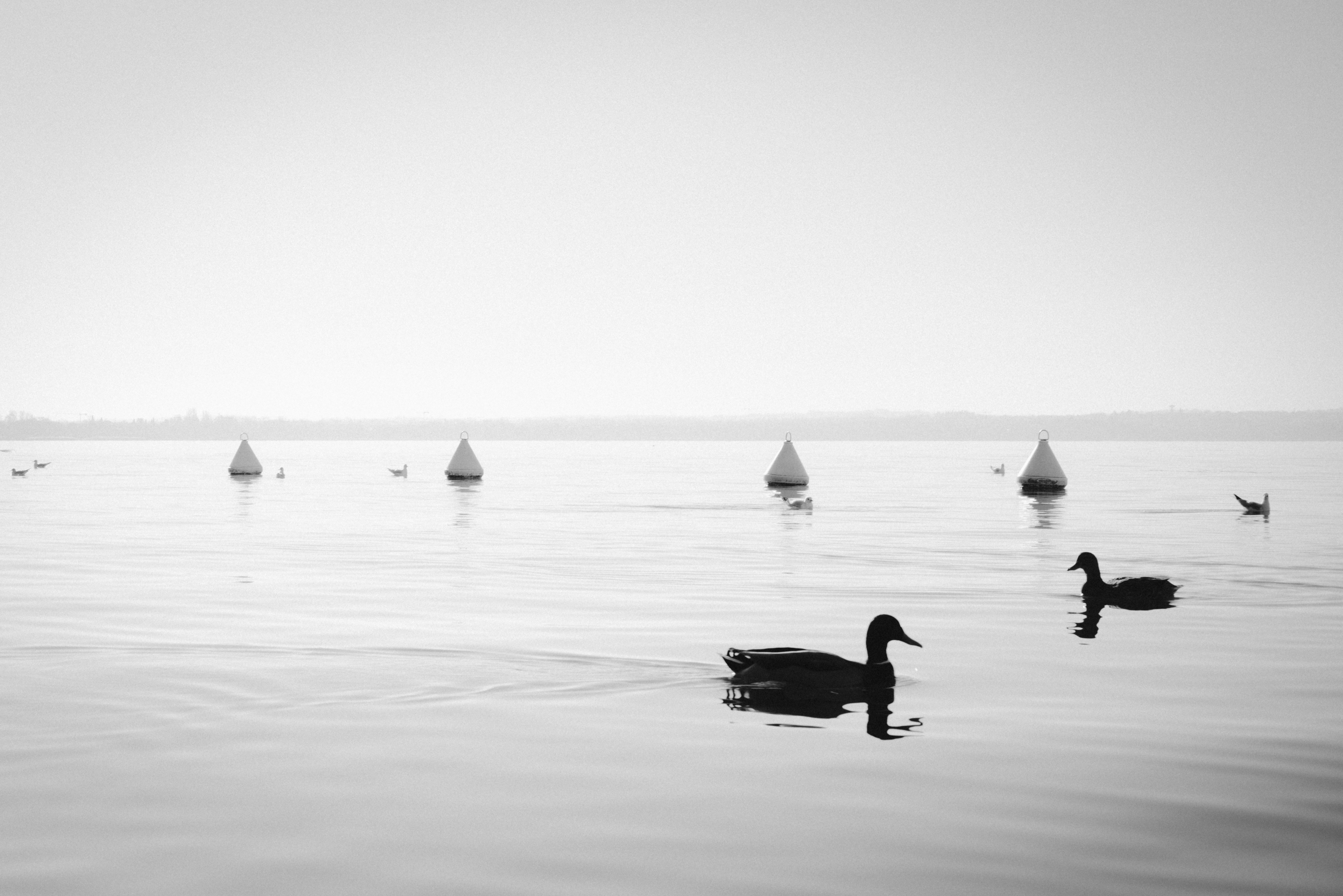Dusk on the Lake: Silhouettes and Gentle Wake