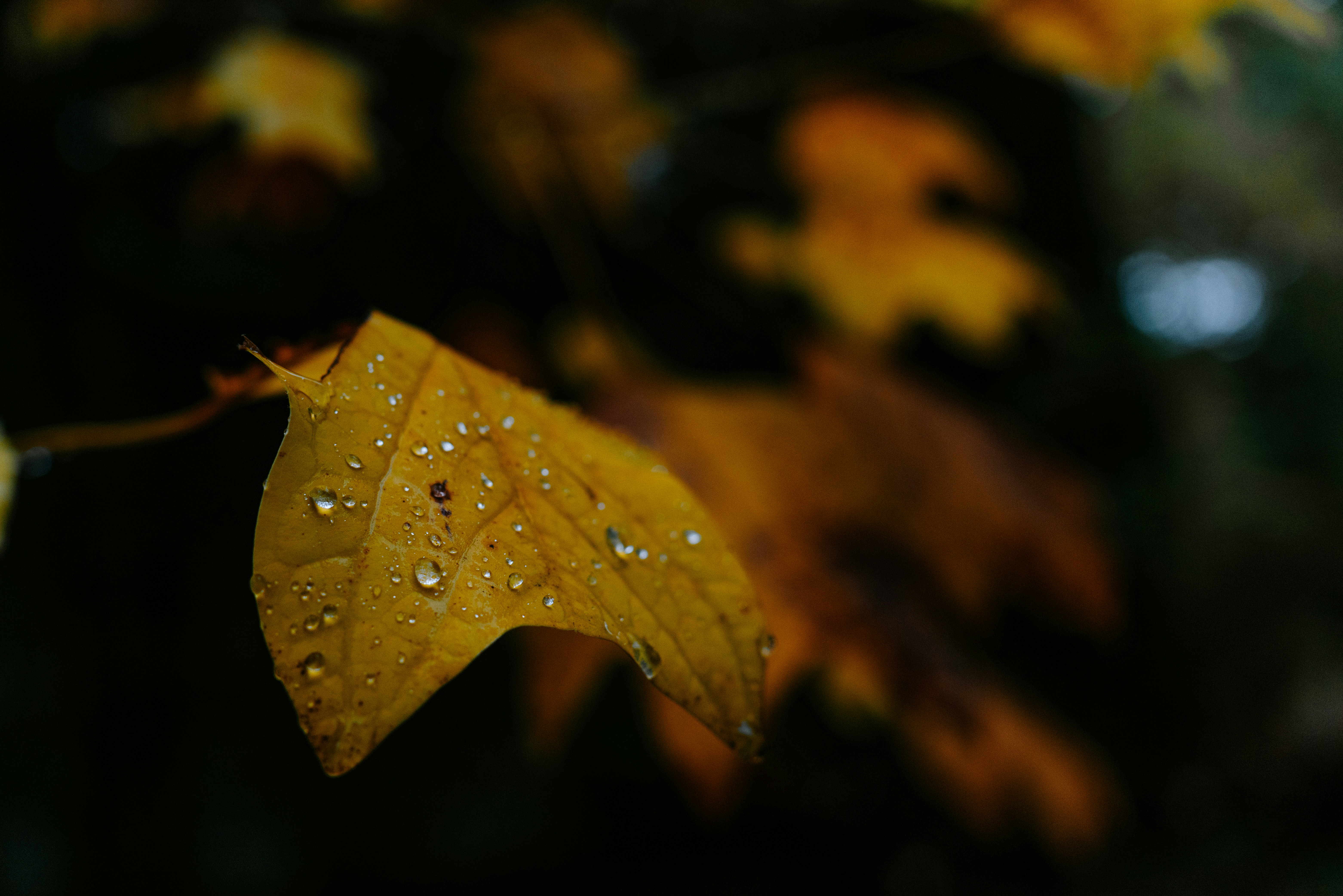 Autumn Leaf in Focus: a Droplet-speckled Moment