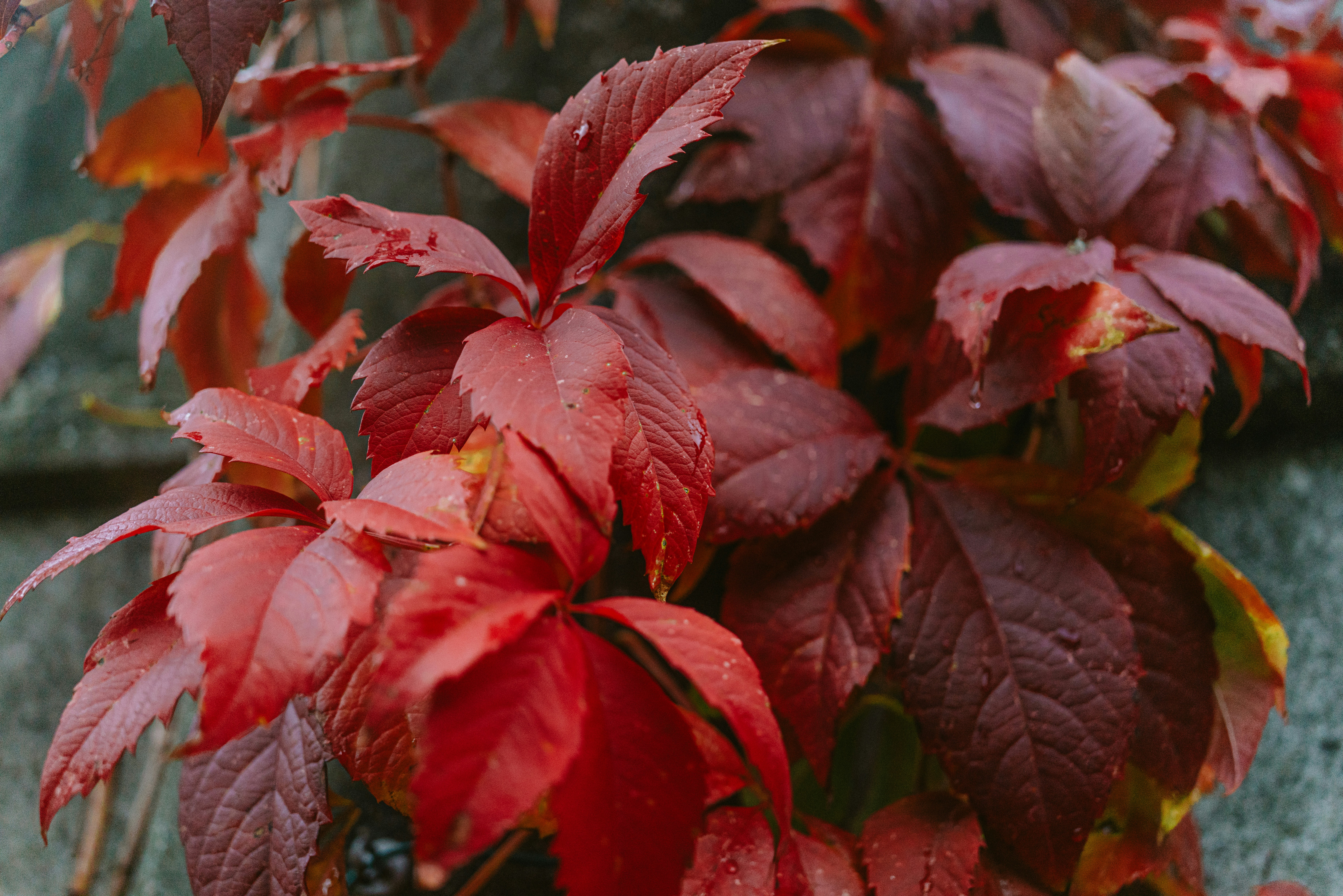 Crimson Foliage in Soft Focus