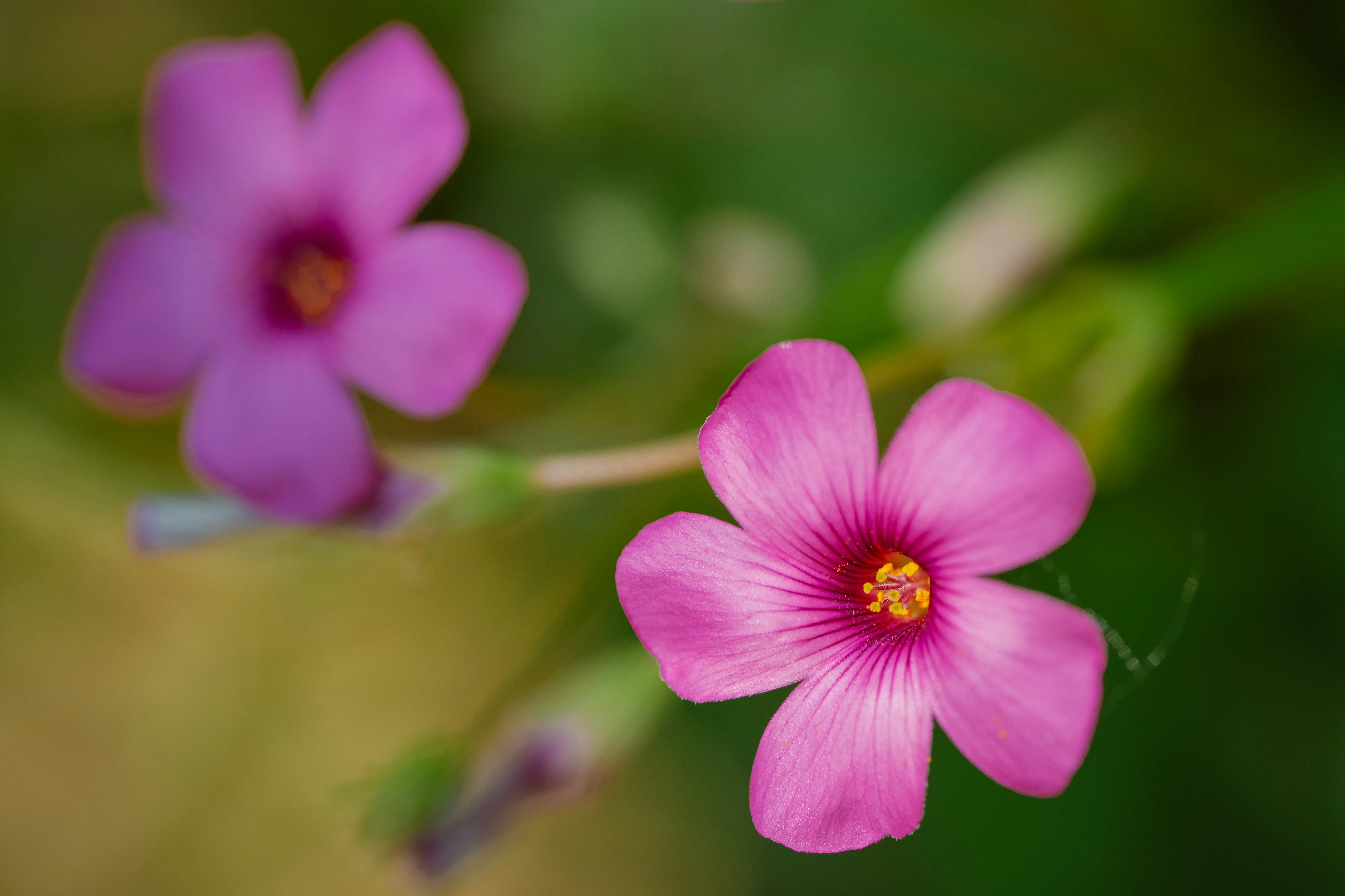 Pink Five-Petal Bloom in Soft Focus Landscape