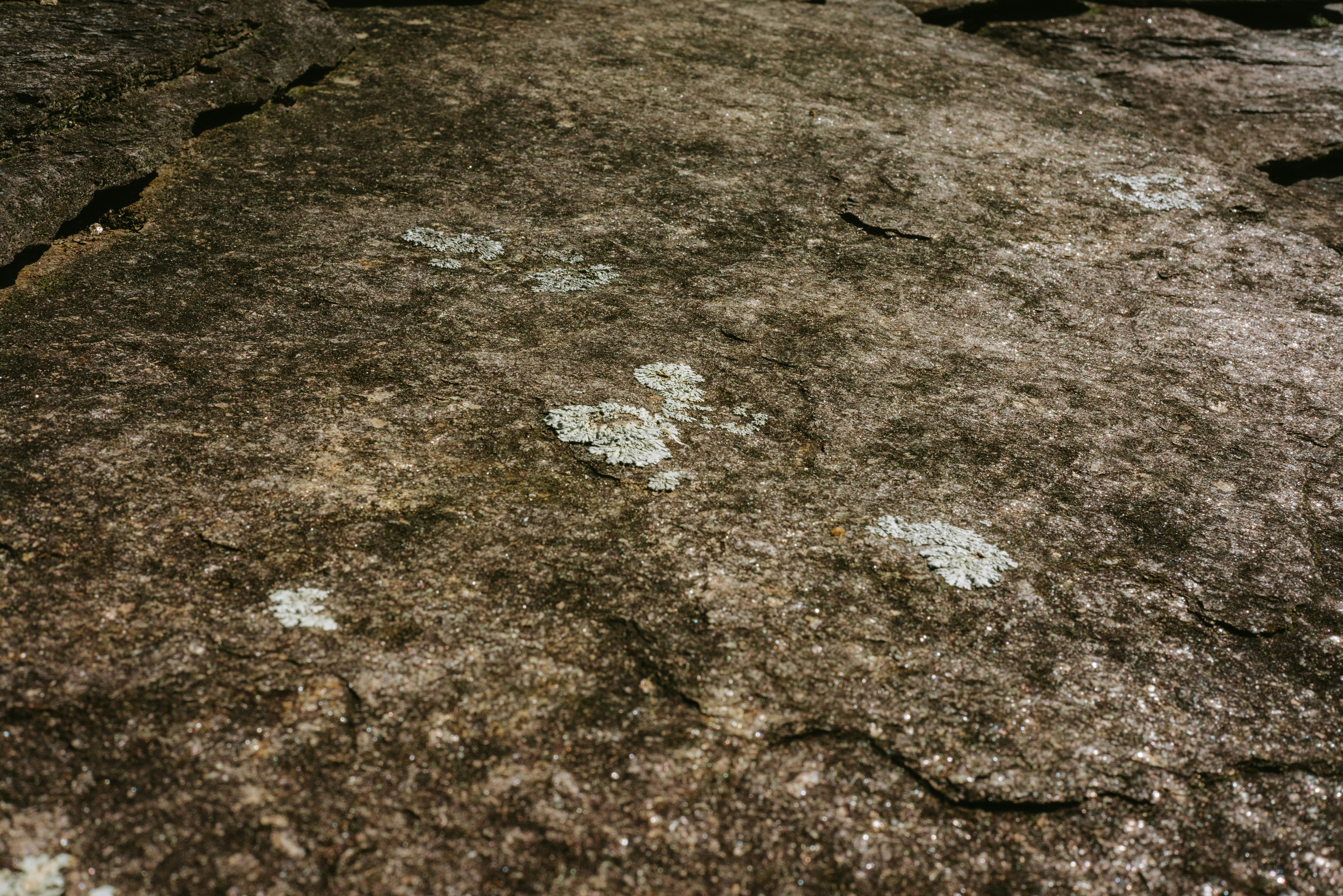 Weathered Granite Canvas: Subtle Lichens on a Quiet Stone