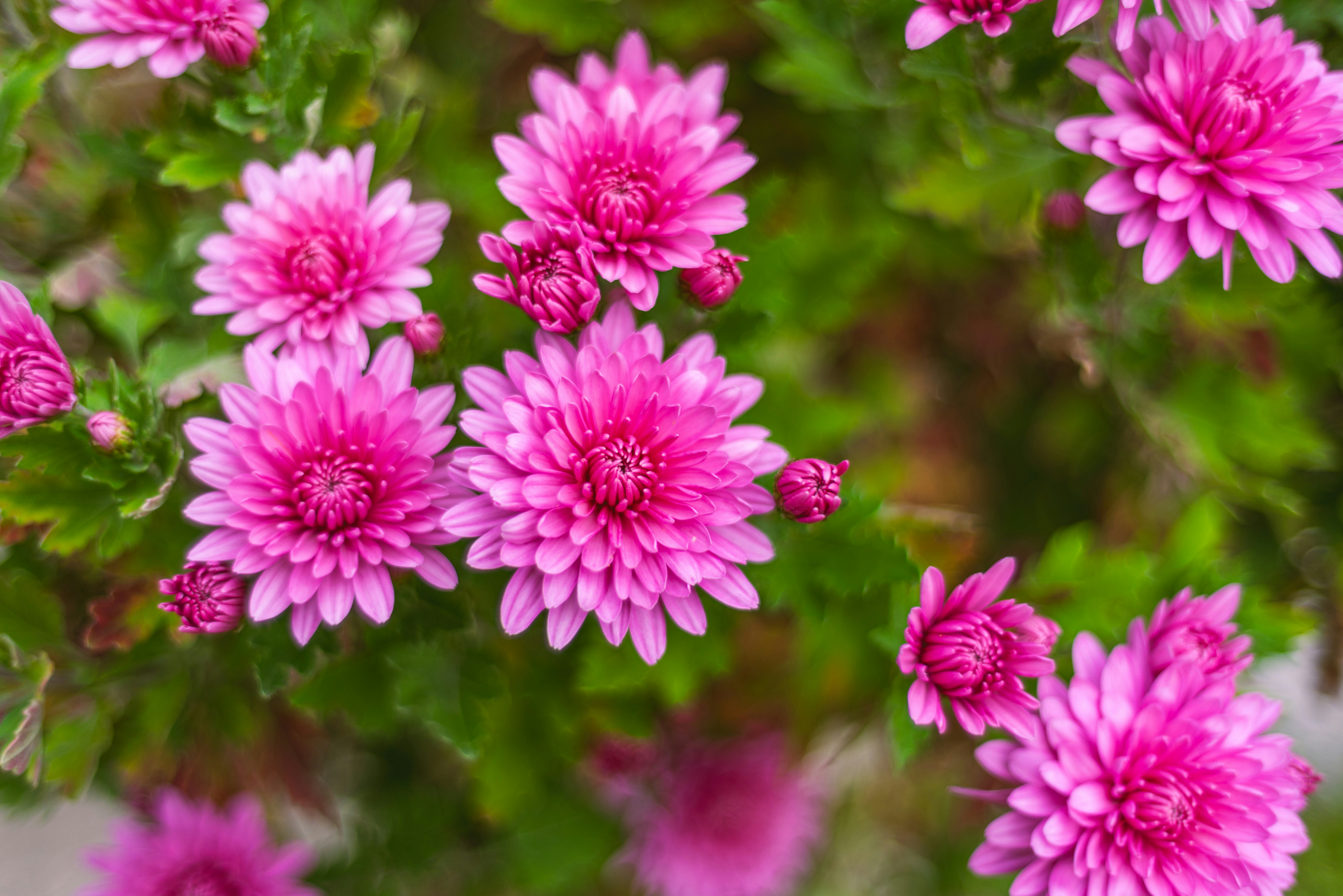 Pink Chrysanthemums in a Lush Bloom