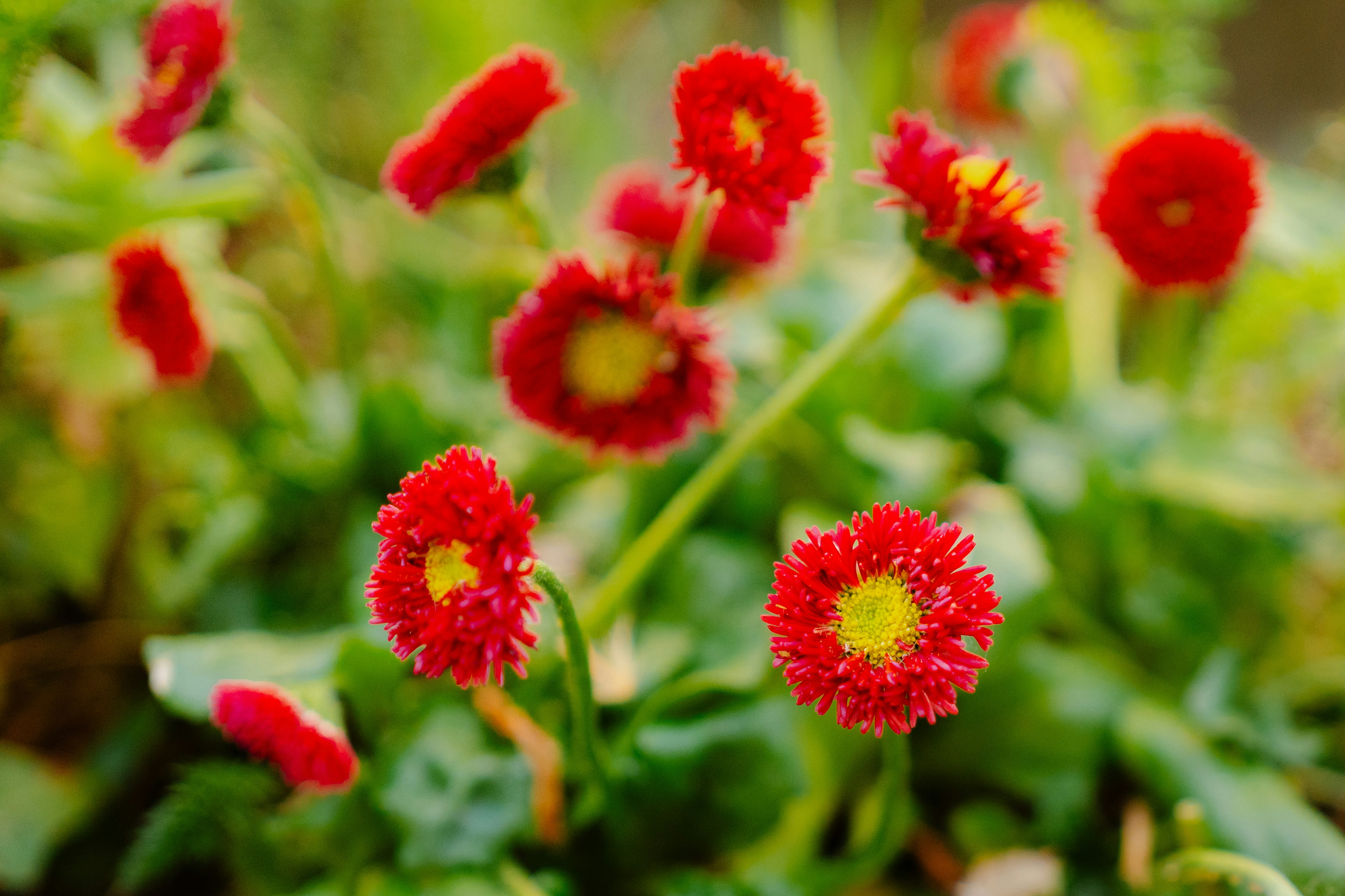 Crimson daisies bursting from a sunlit garden