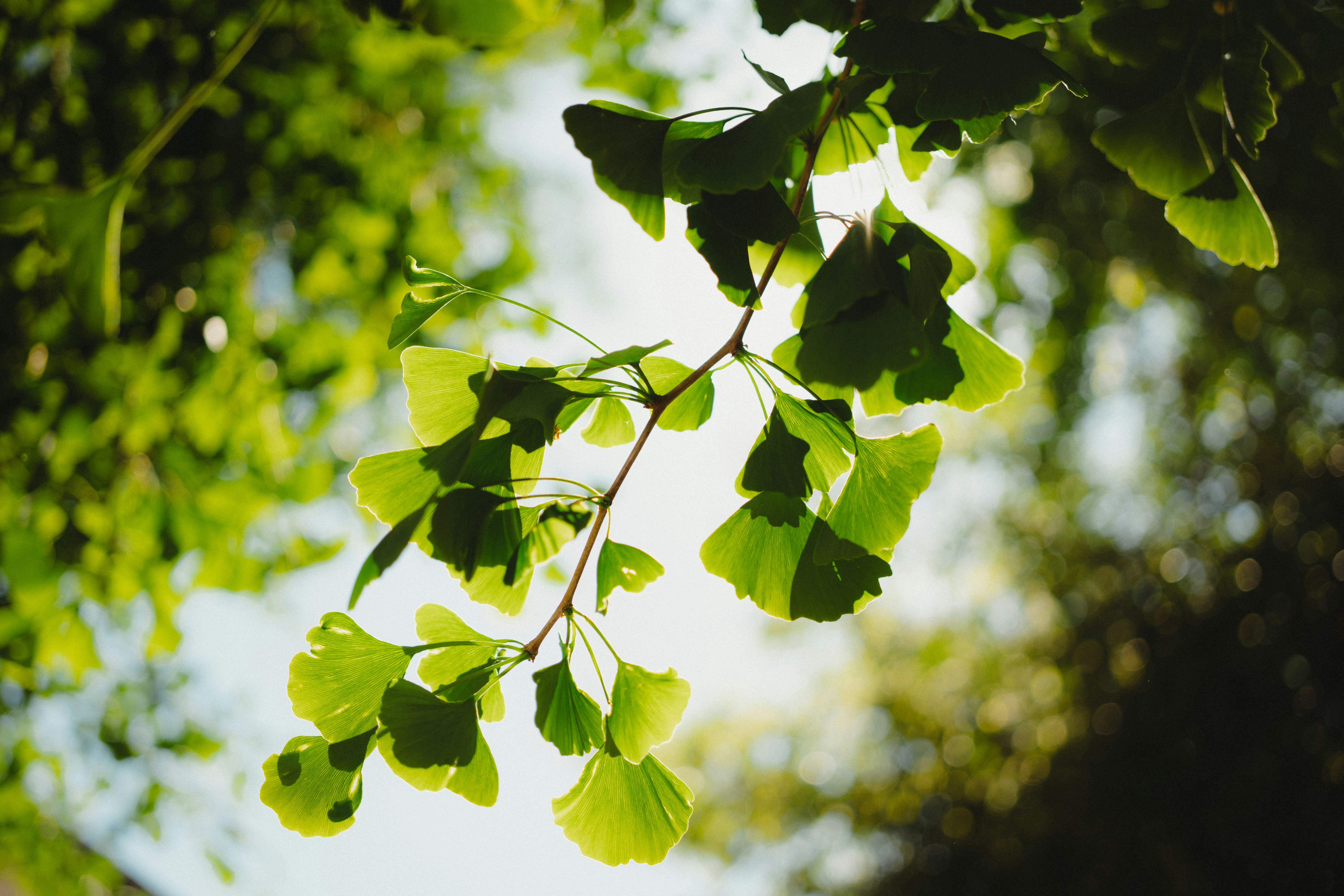 Sunlit Ginkgo Branch in Focus