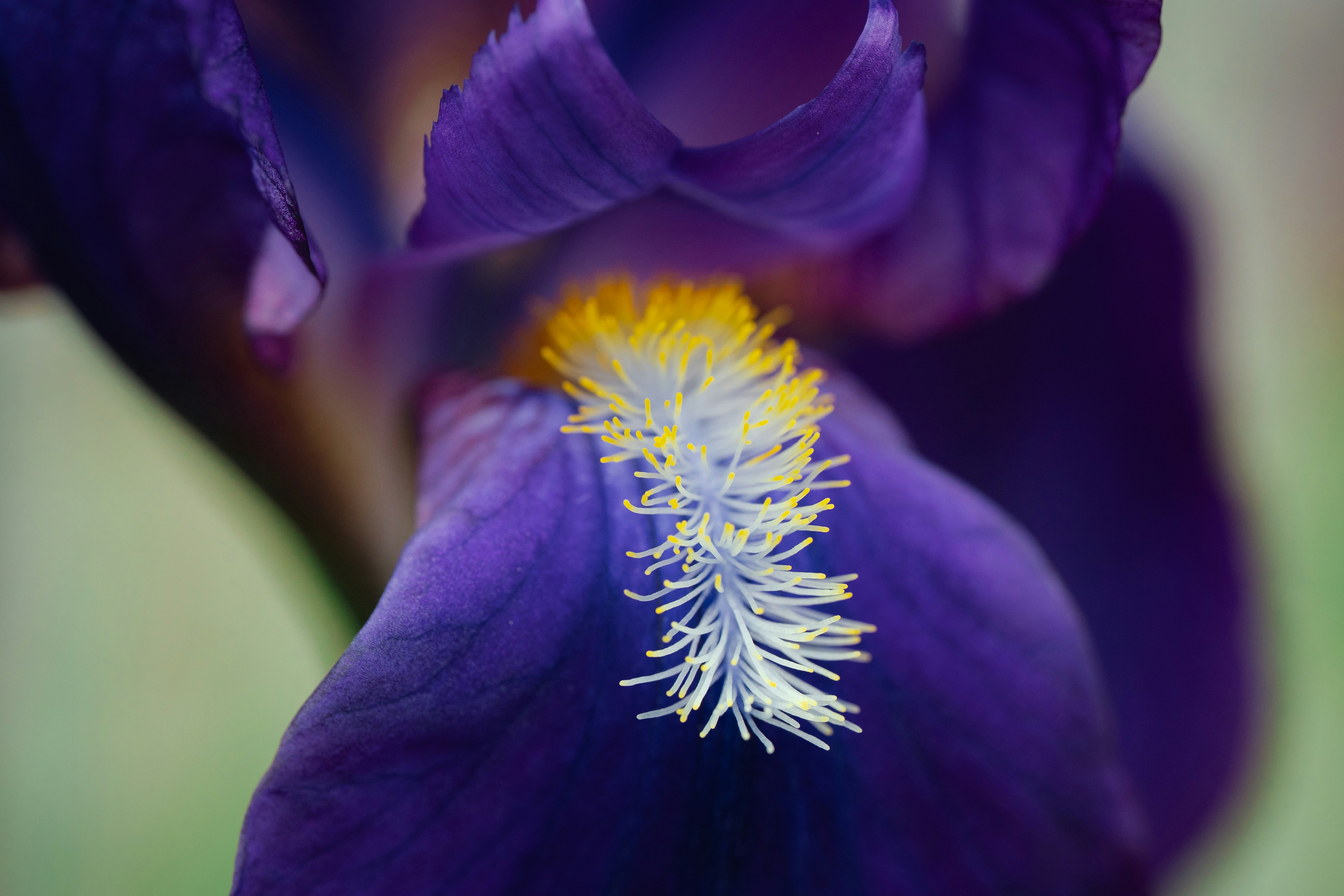 Purple Iris Stamen in Soft Focus Morning Glow