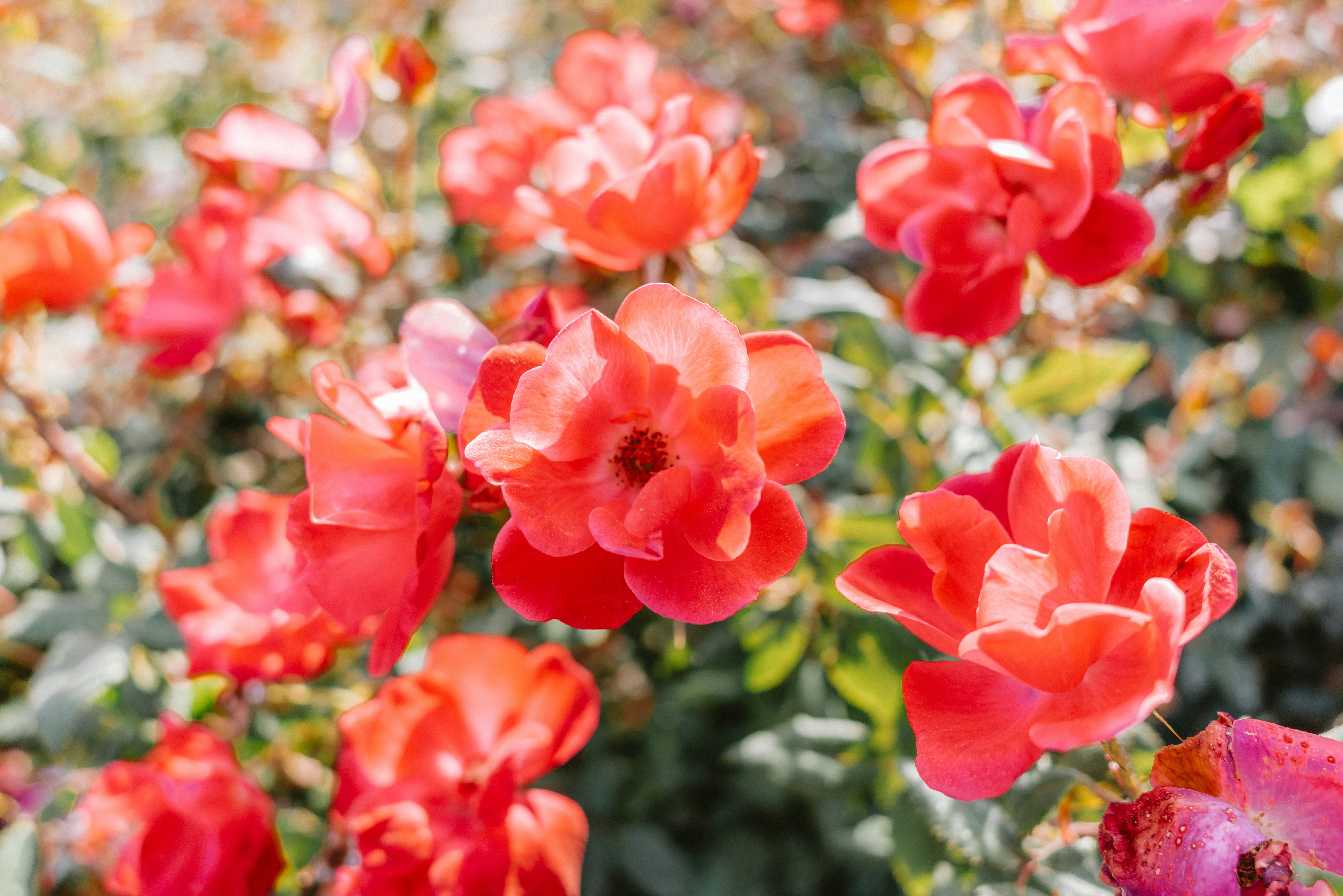 A cluster of vibrant coral roses blooming in a sunlit garden.