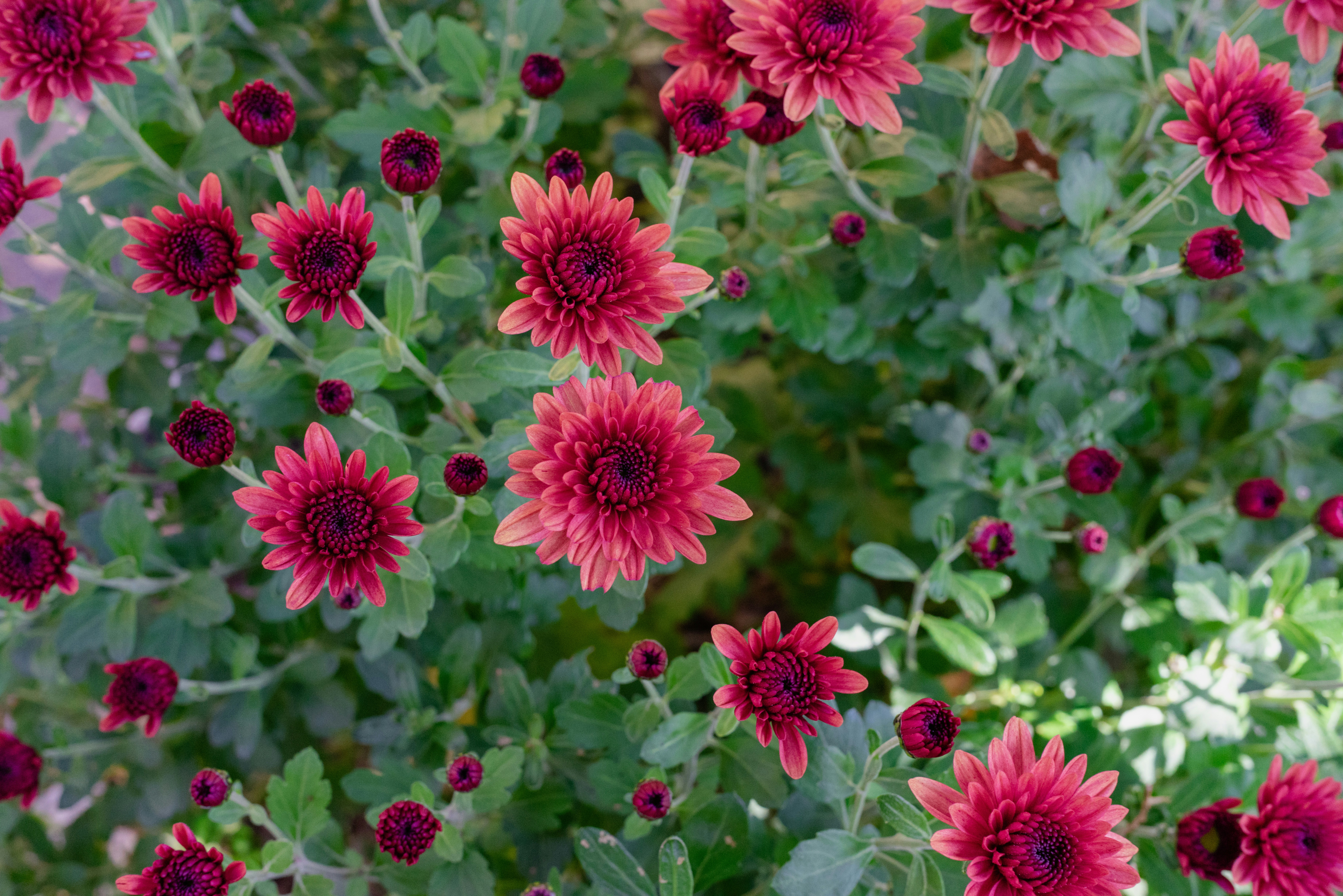 Petal Burst: Coral Dahlias in a Sunlit Bed