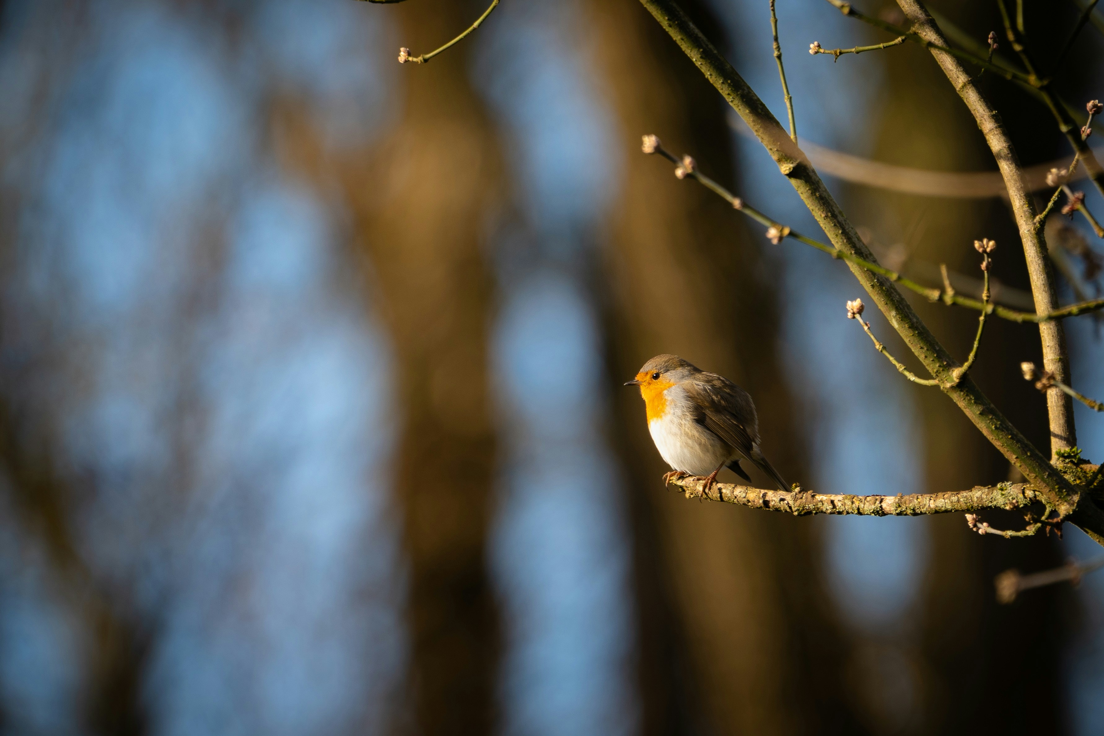 Robin on a Quiet Branch: A Moment of Winter Light