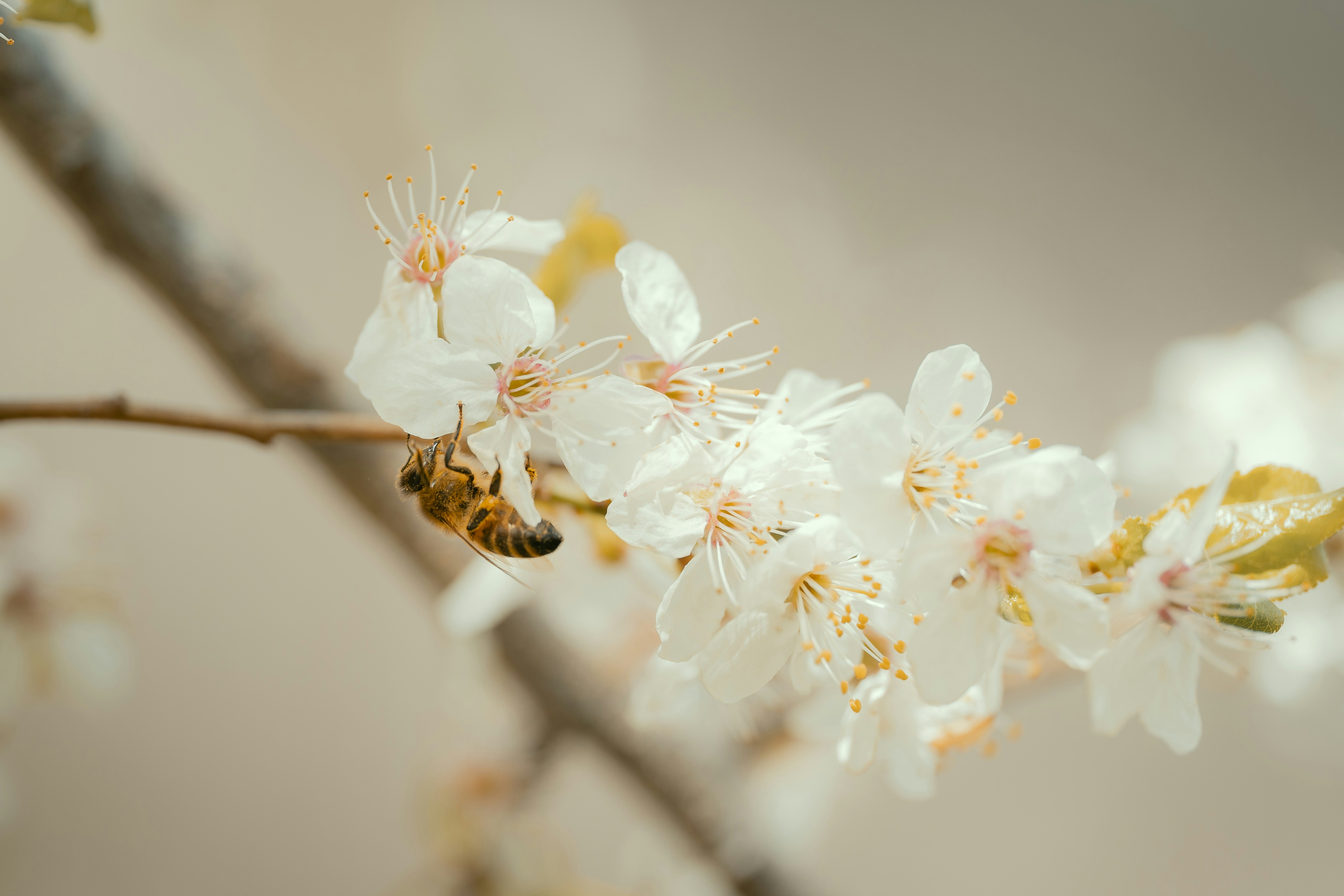 Blooming White: A Bee’s Delicate Visit on Spring Branch