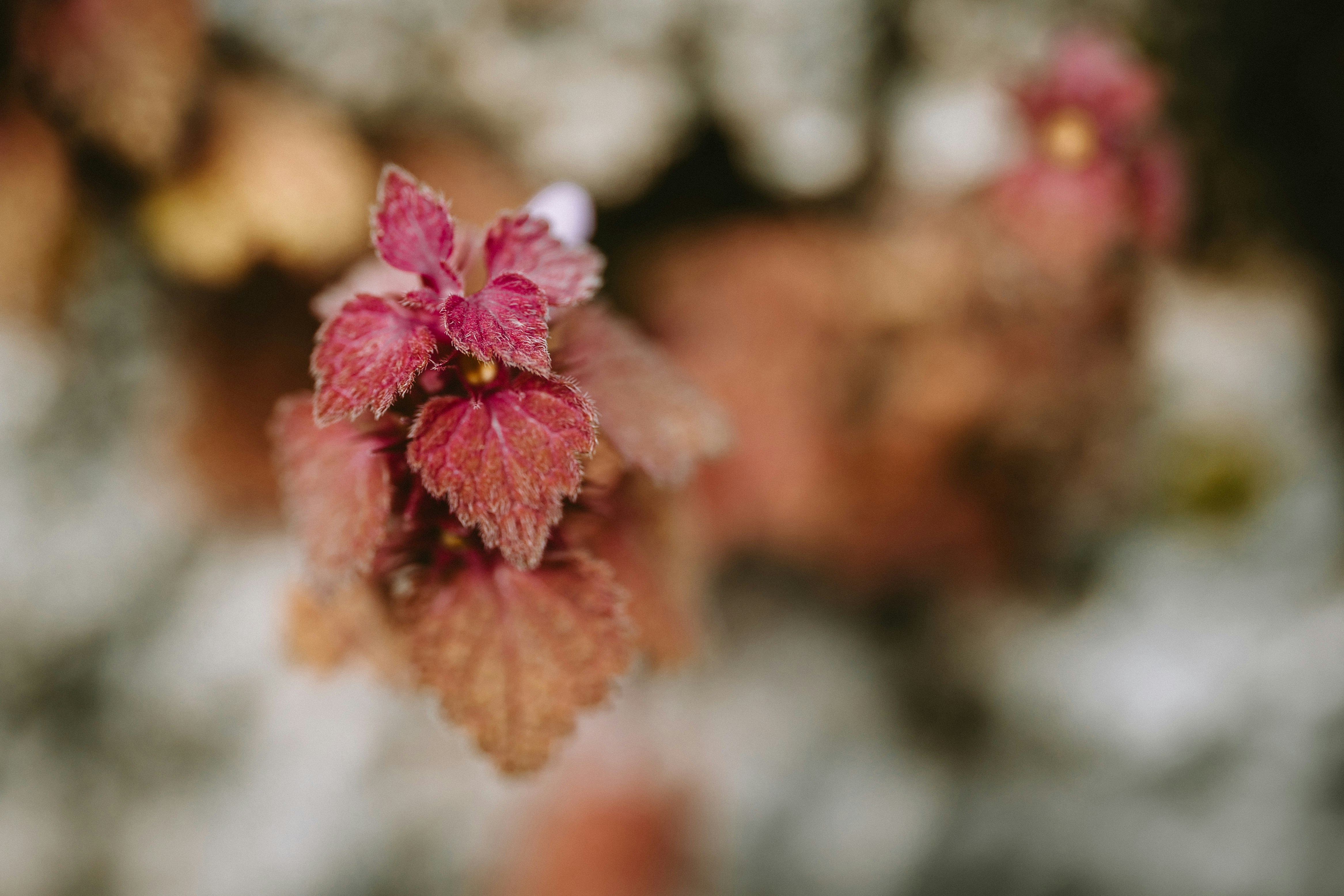 Crimson Edge: Close-up of a Frost-tinged Heliotrope Bloom