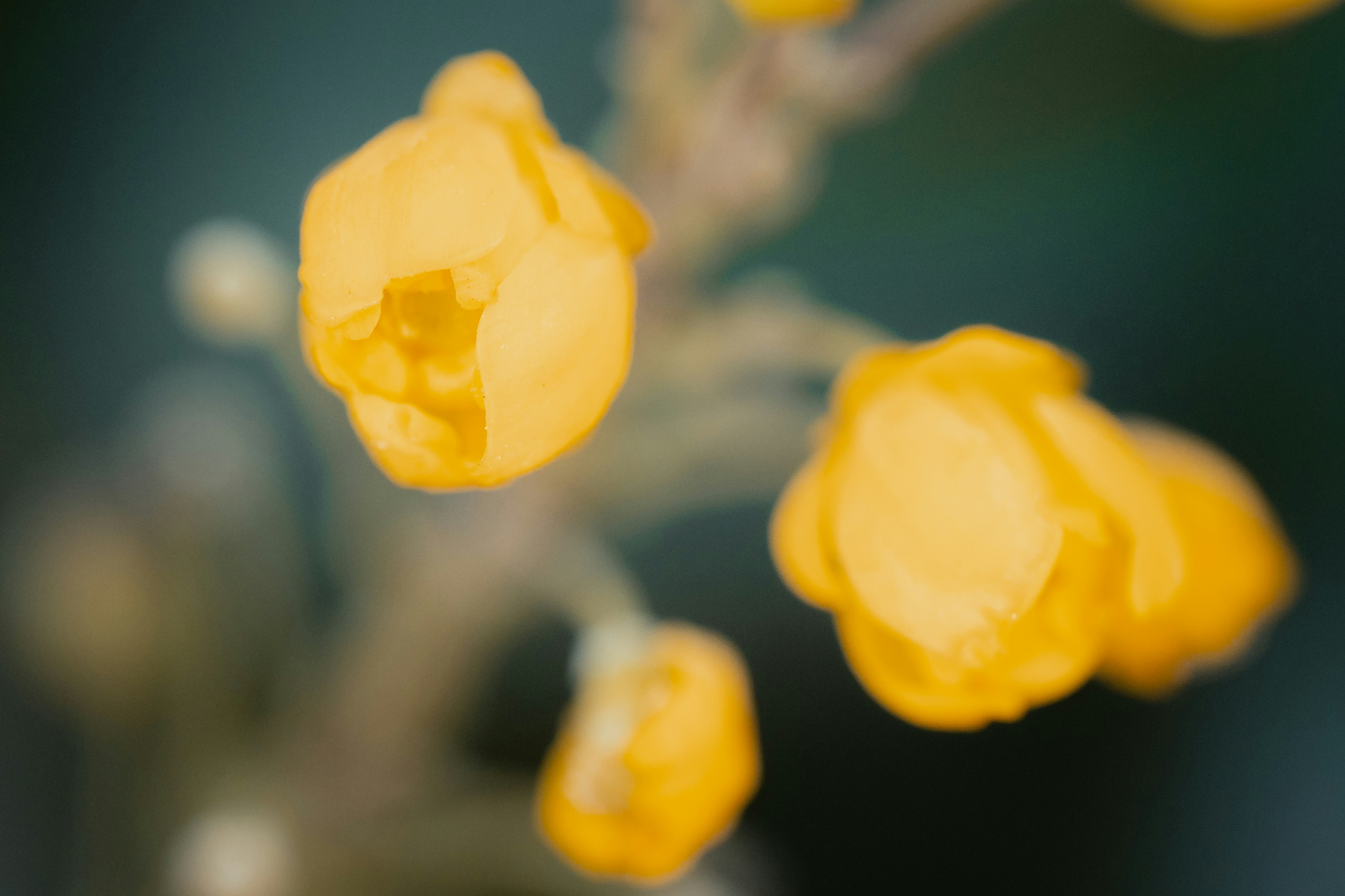 Golden Buds in Soft Focus: A Close-Up of Delicate Bouquets