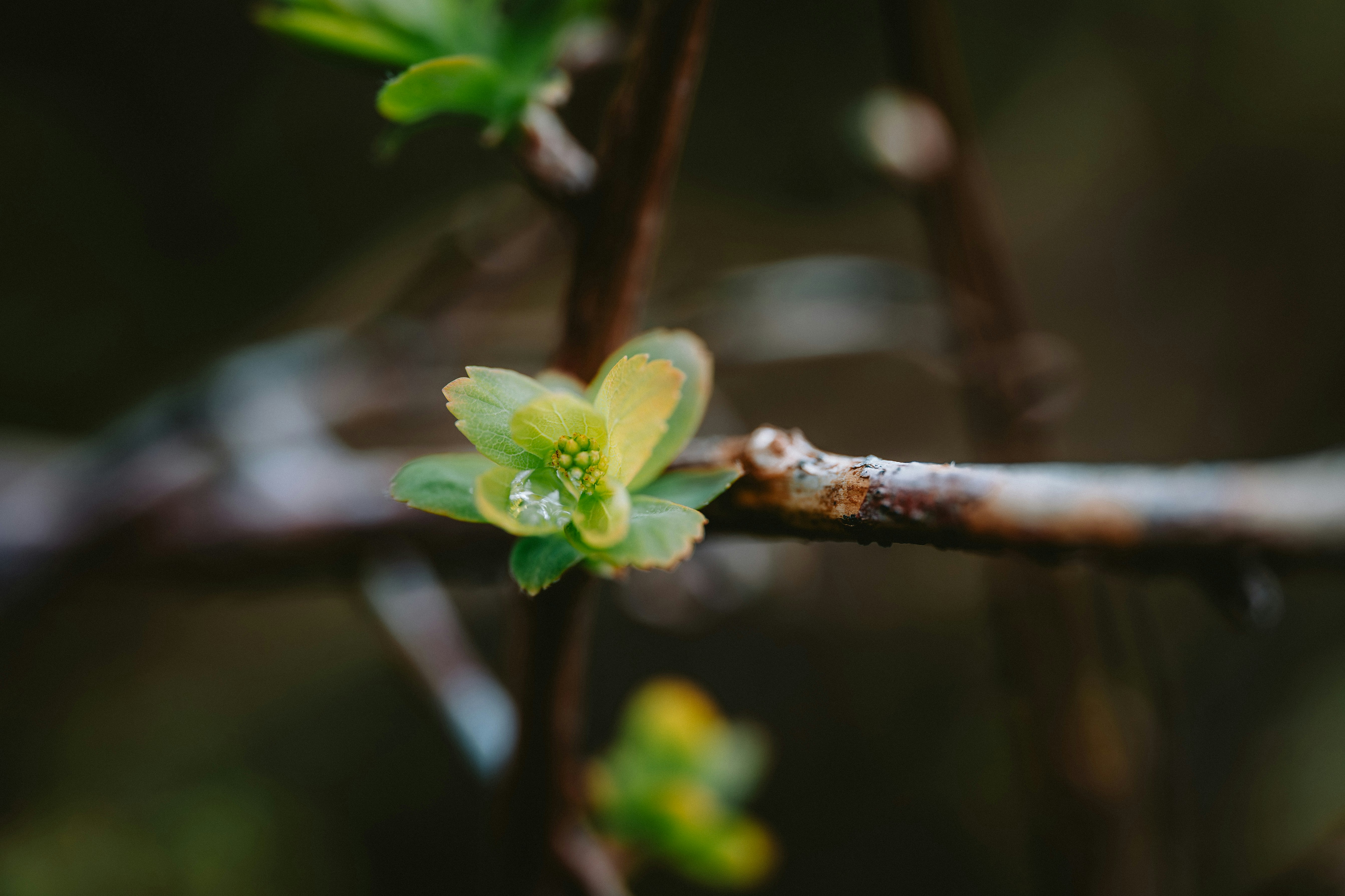 New Growth at the Edge: A Bright Green Bloom on a Quiet Branch