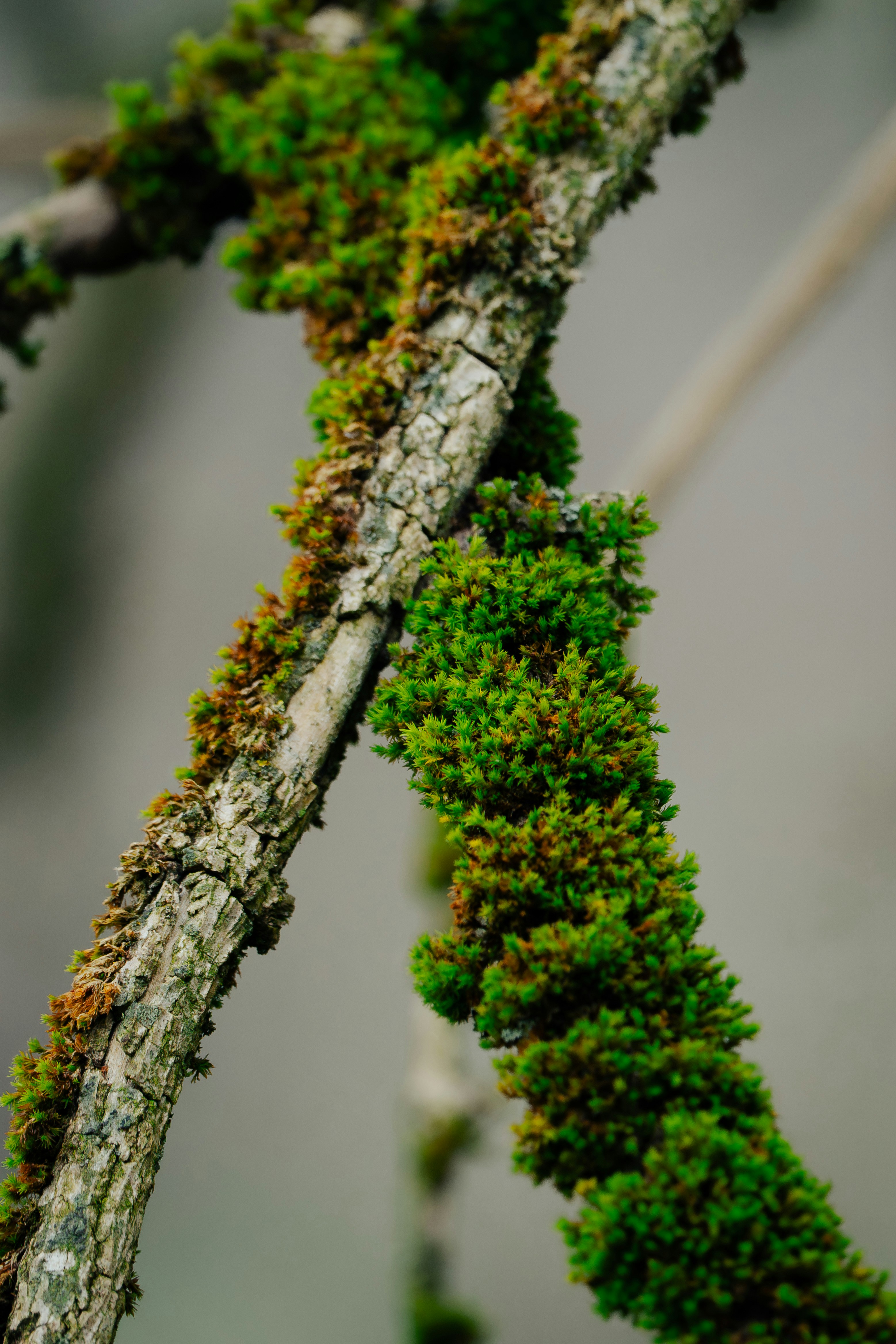 Lichen-Covered Branches: A Quiet Close-Up of Moss and Bark