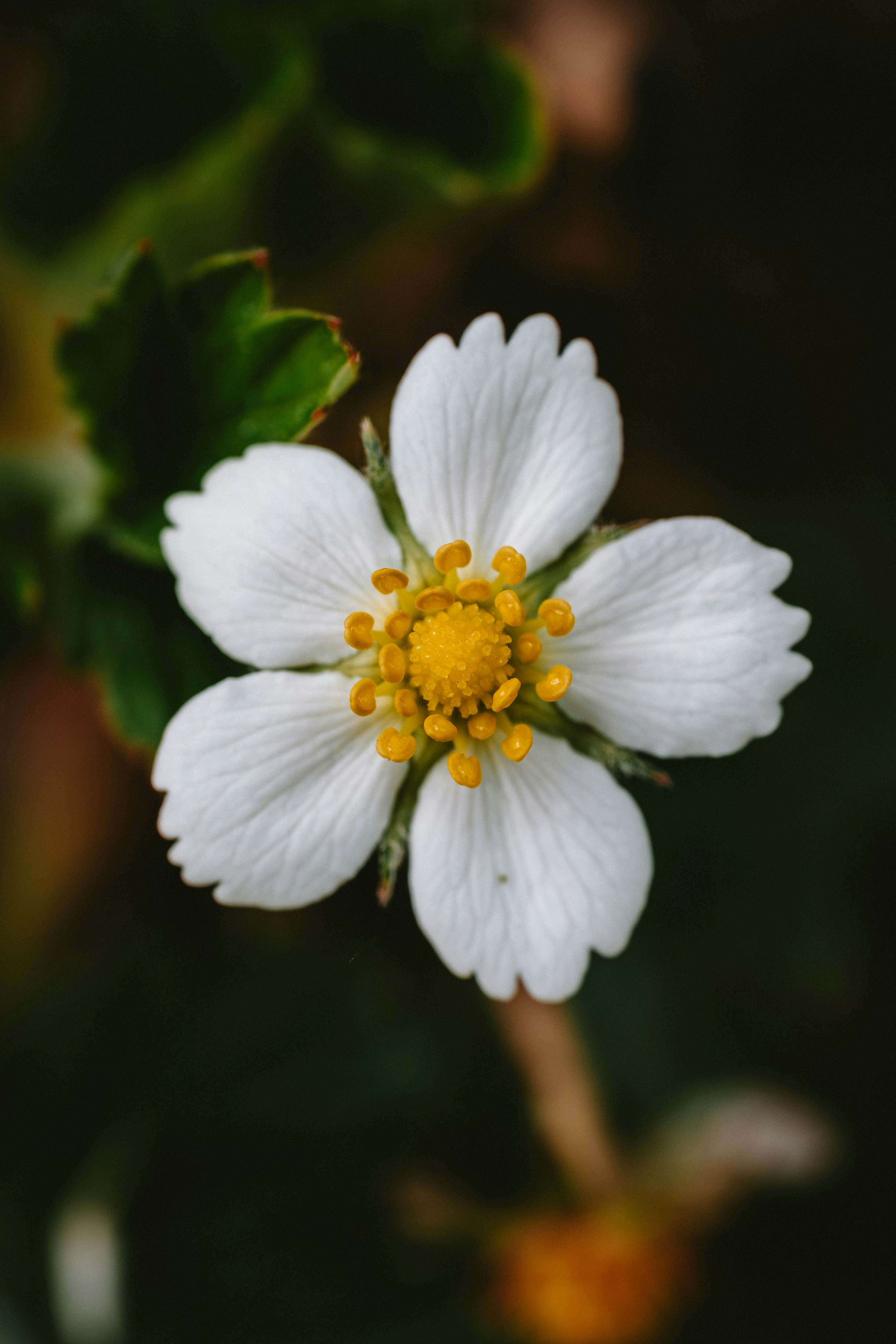 Centered White Petal Bloom with Golden Center