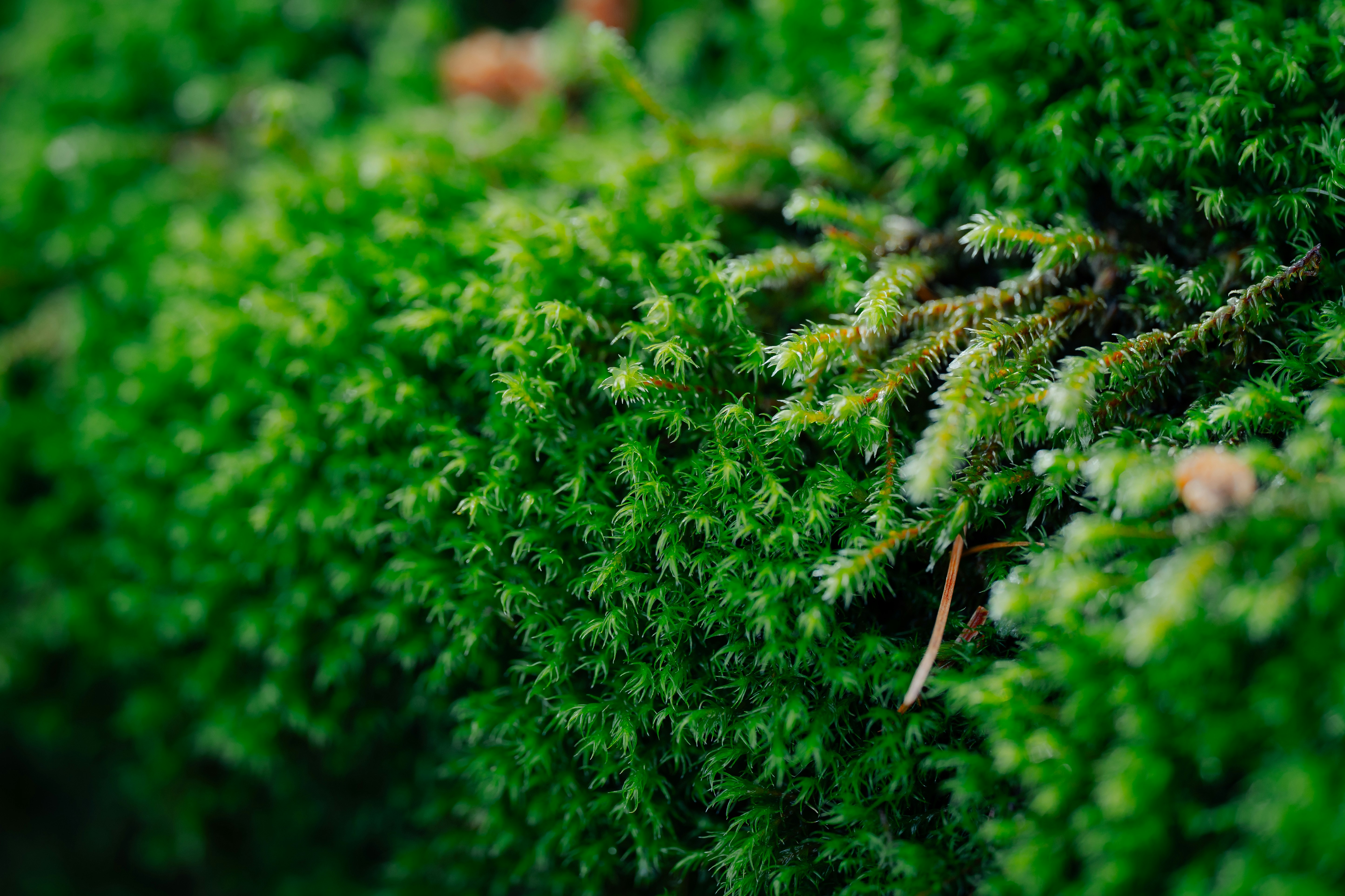 Emerald Pines in Quiet Focus