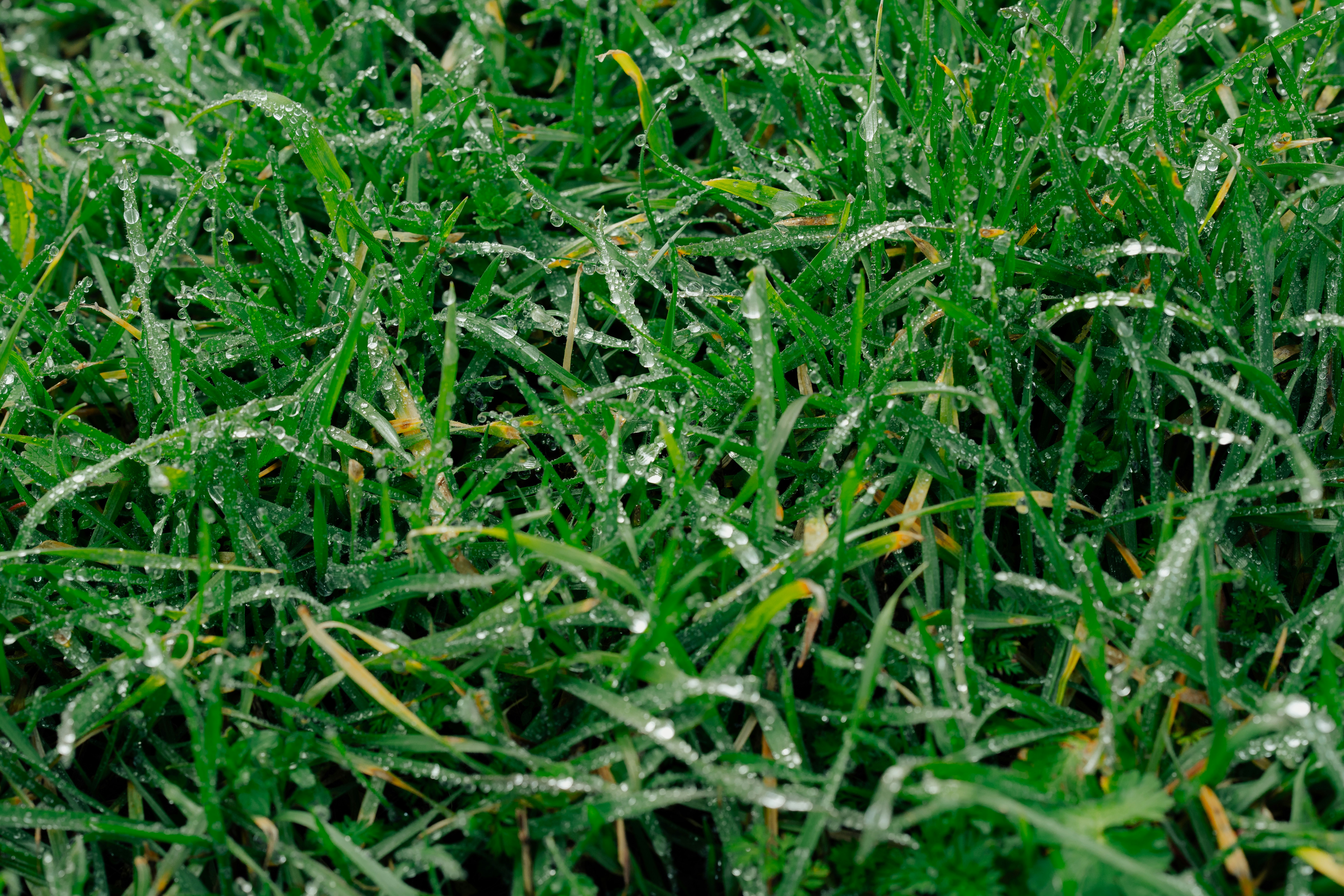 Dew-kissed Green Carpet: Morning Grass in Sharp Focus