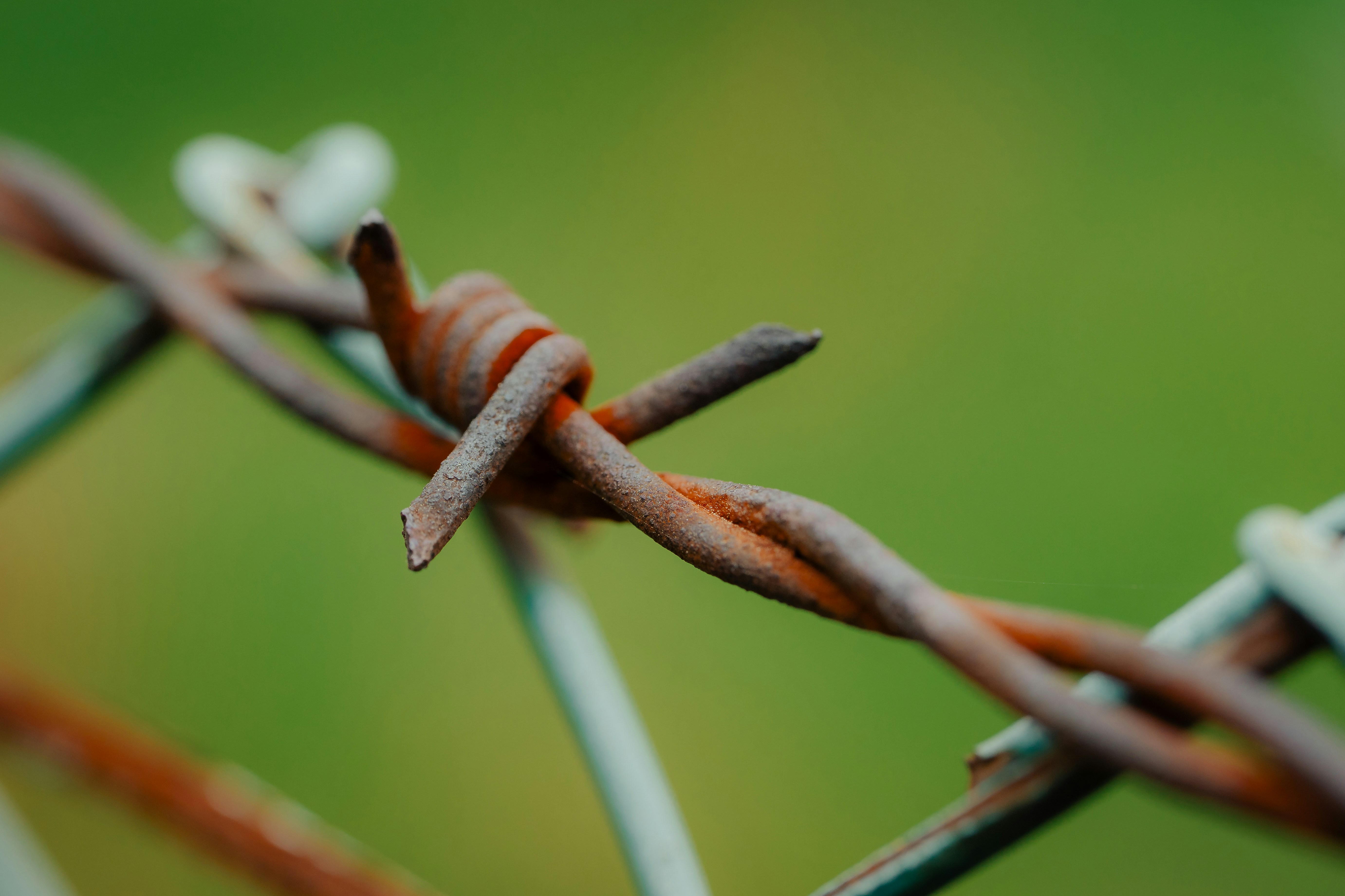 Rust and Ribbon: A Tangled Moment on Barbed Metal