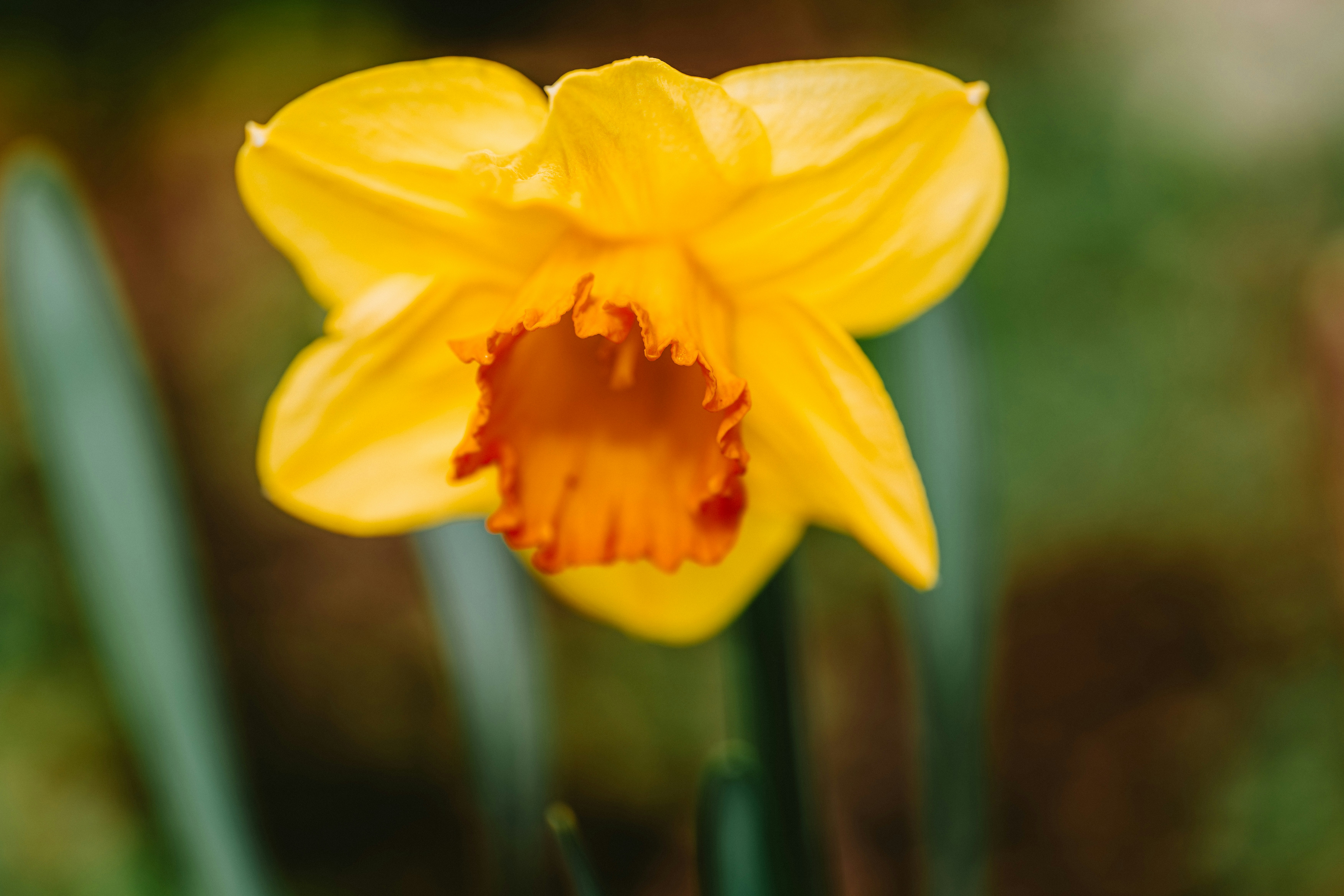 Bright Narcissus Bloom Framed in Soft Blur