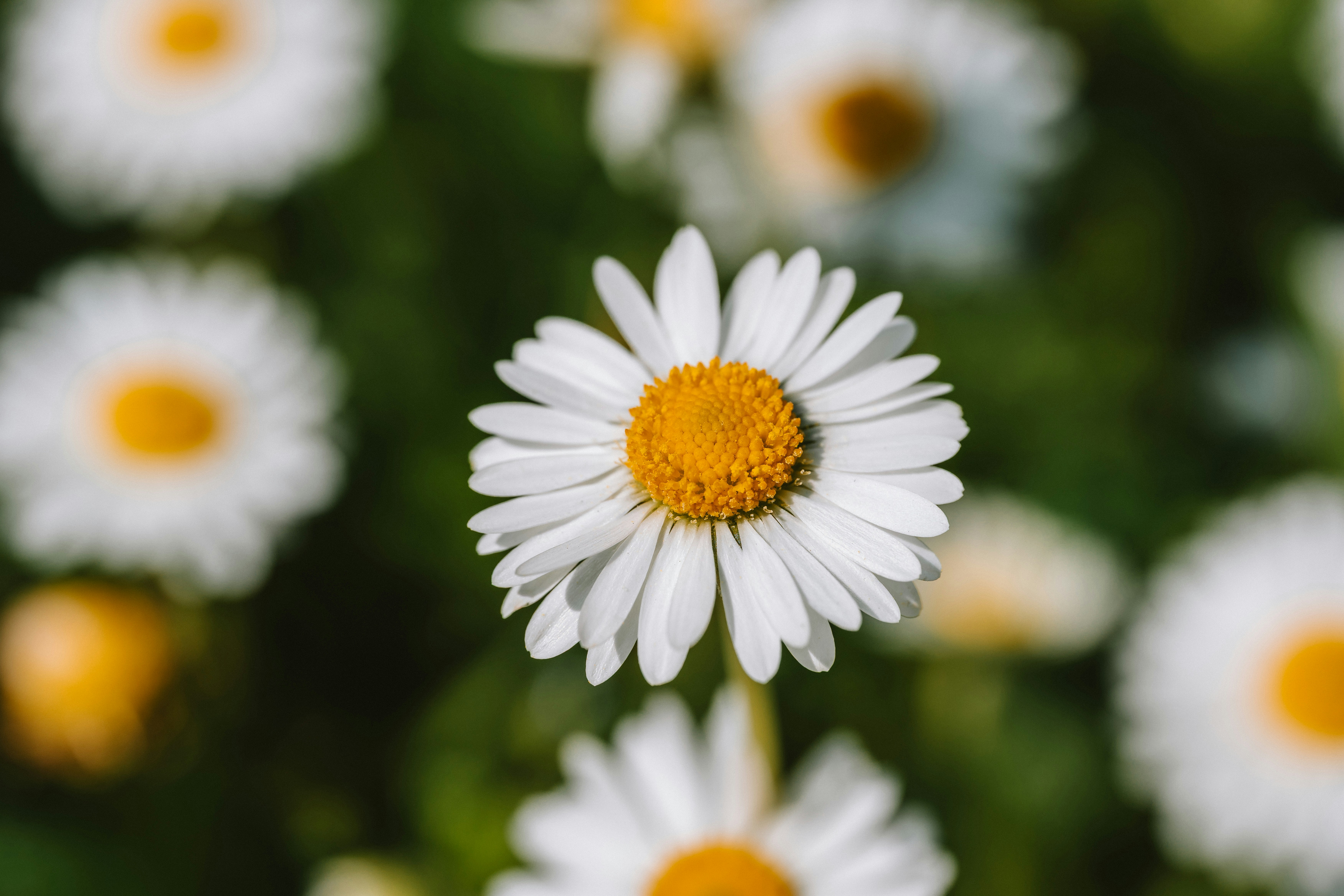 Close-up of a cheerful daisy in a sunlit field