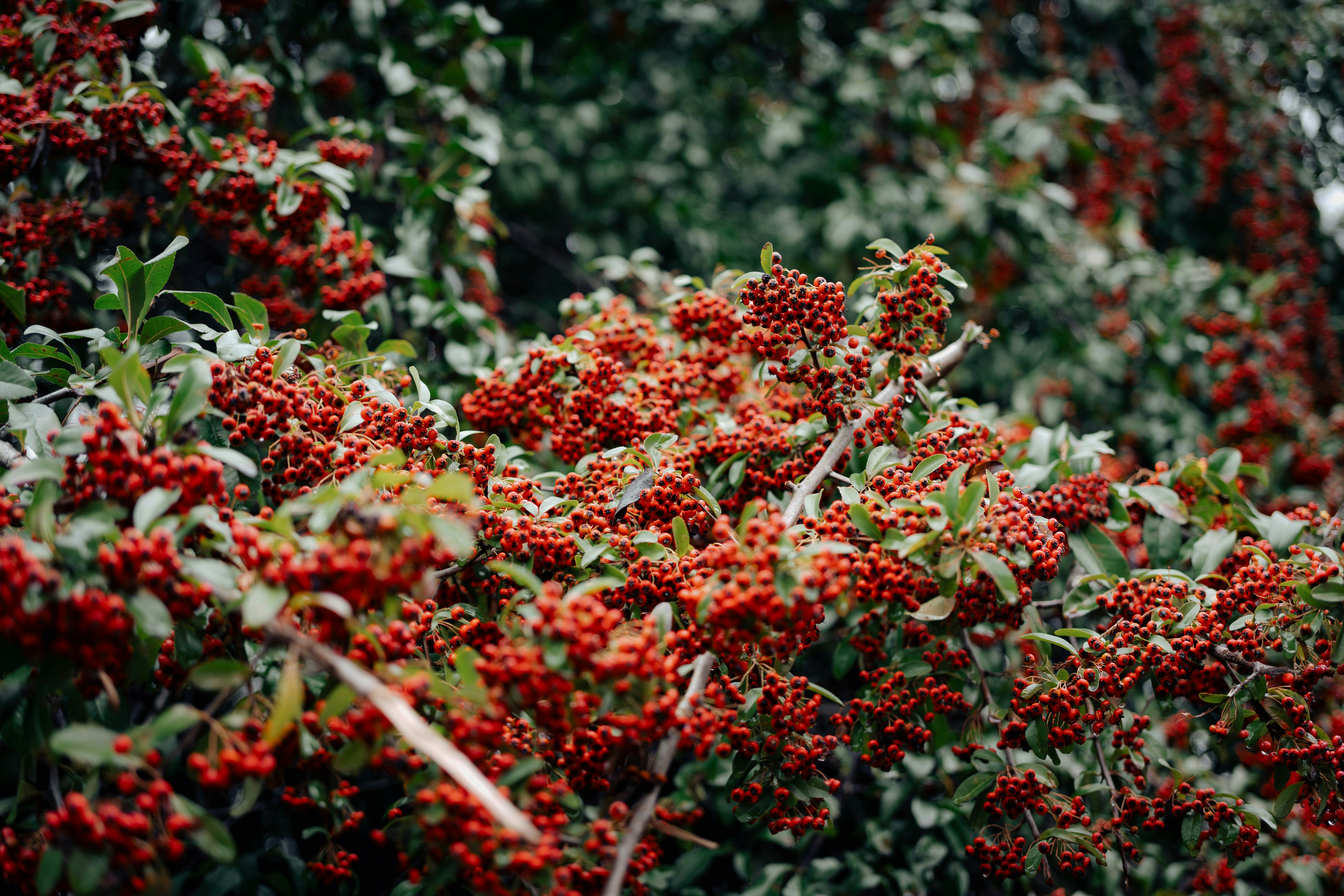 Red Berries in Dense Foliage: A Close-Quarter Burst of Color