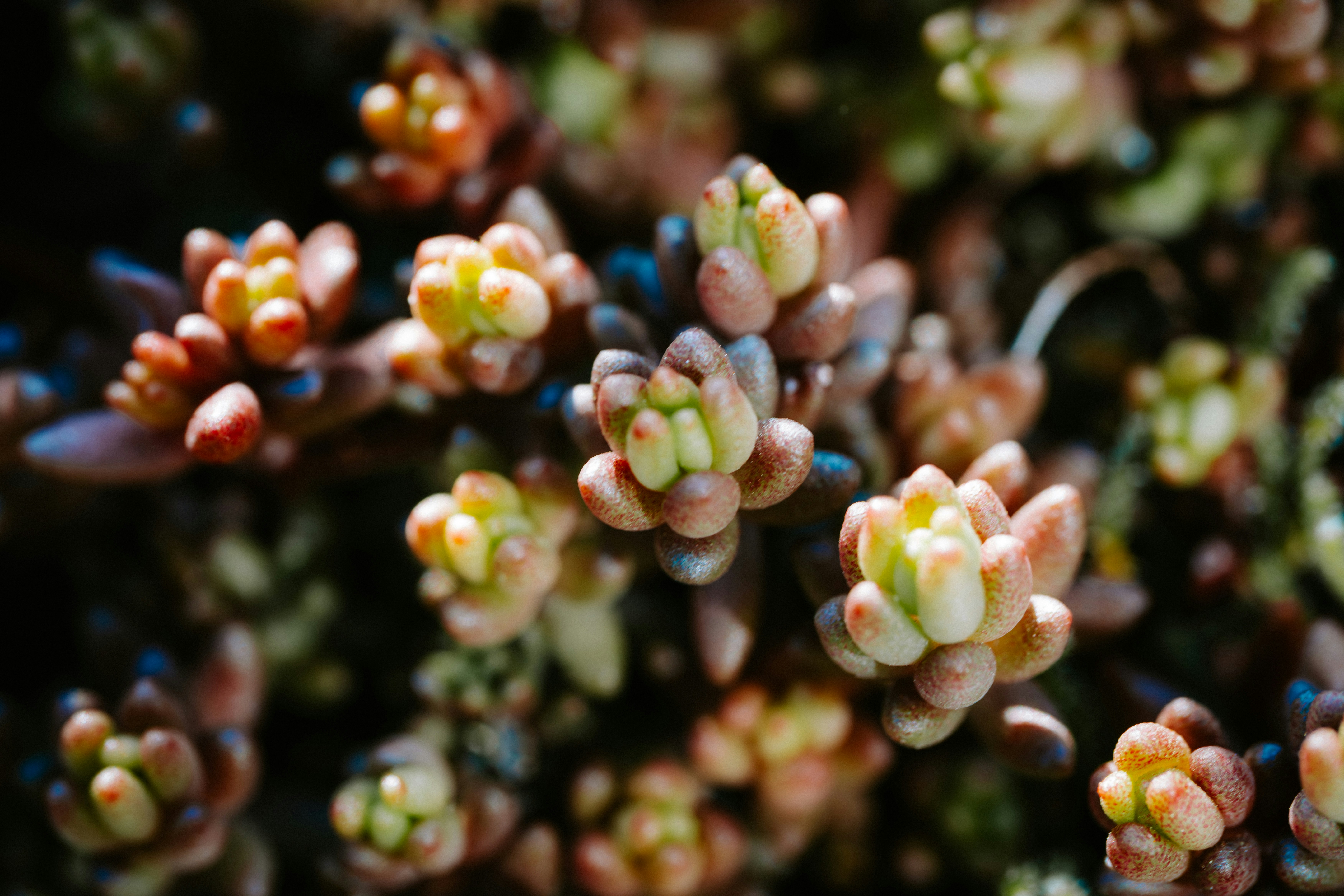 A cluster of small, rounded succulent leaves in shades of green and reddish-brown