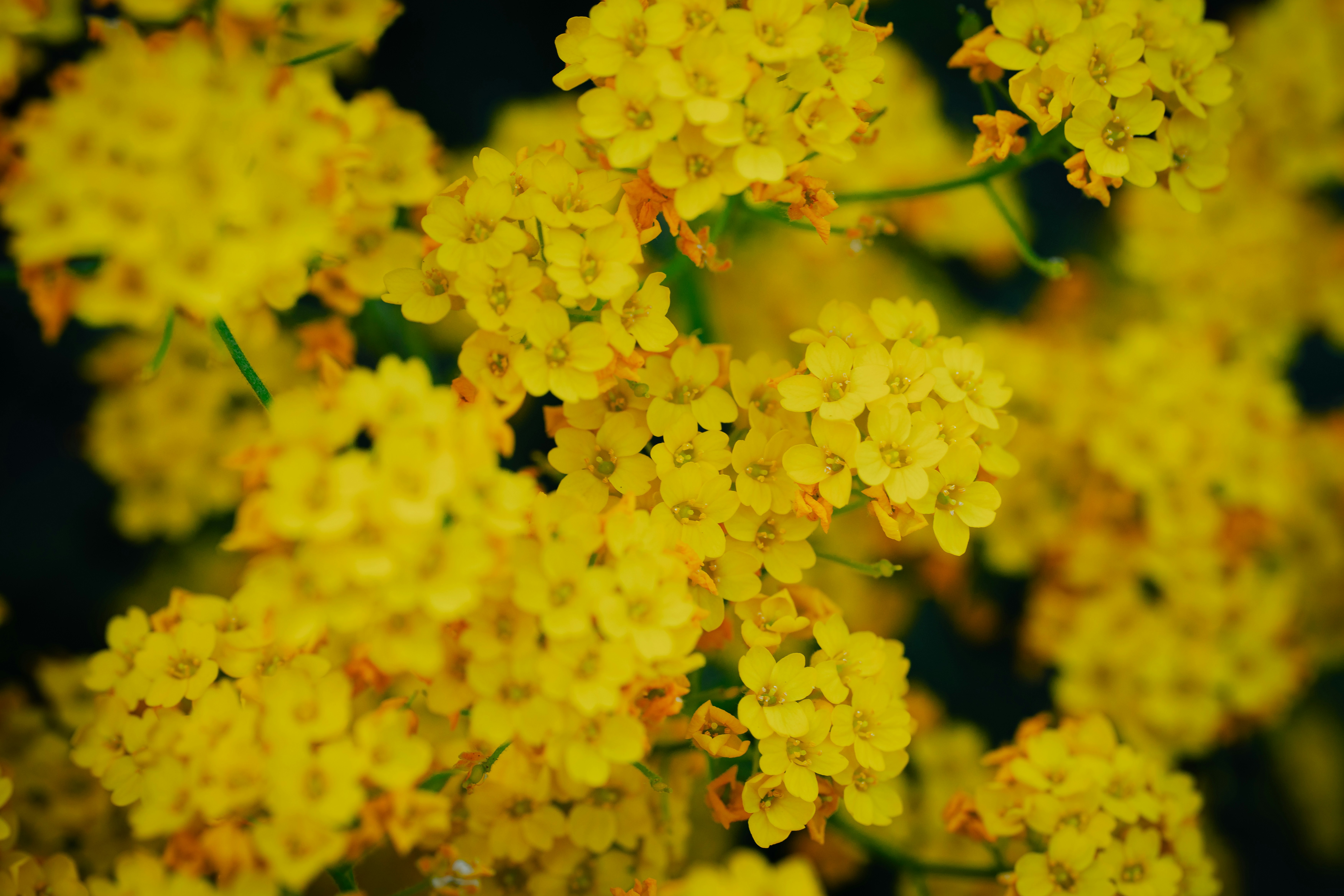 Sunlit Golden Bloom: a close embrace of tiny yellow blossoms