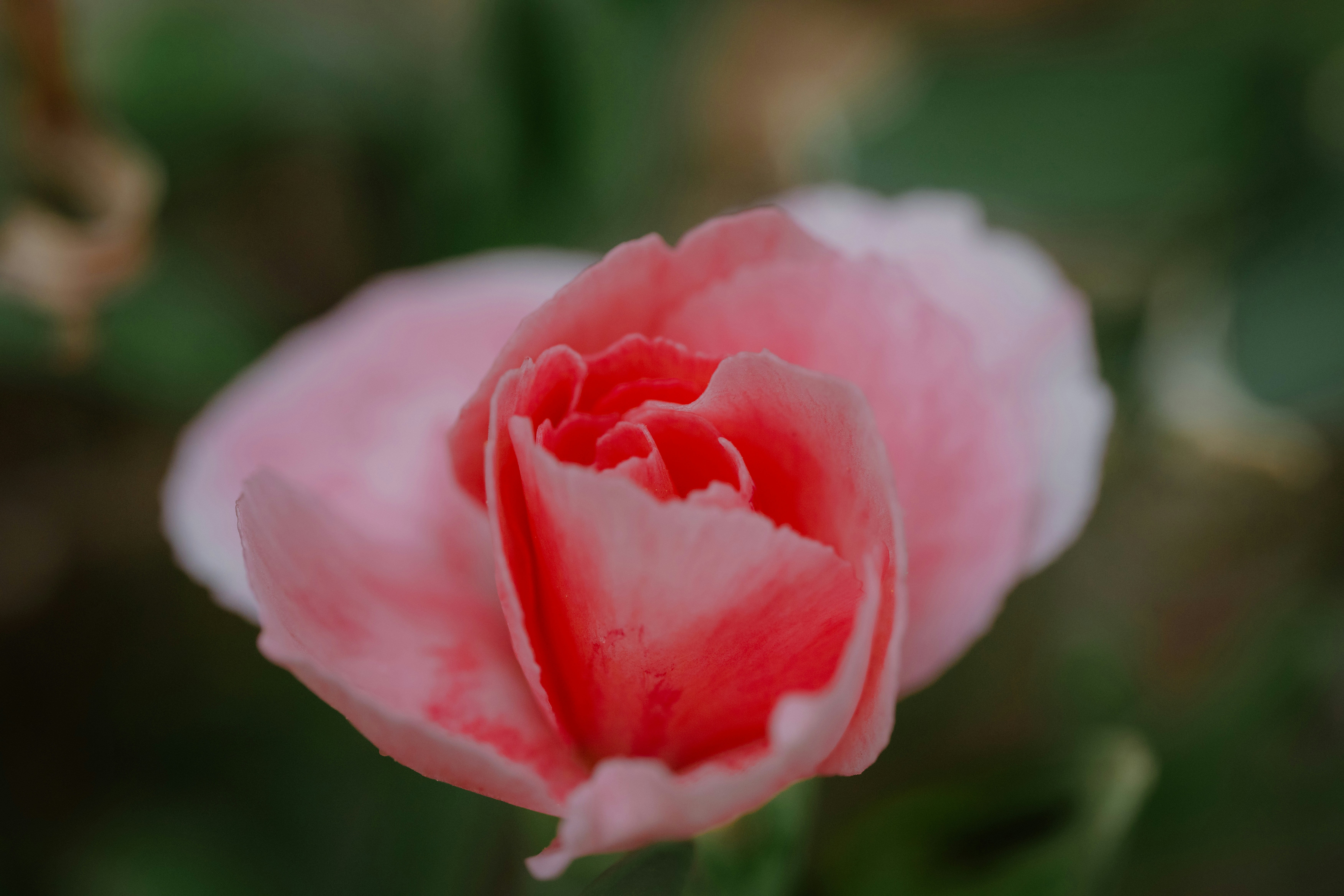 Near-center Rose: Soft Focus Bloom in a Quiet Garden