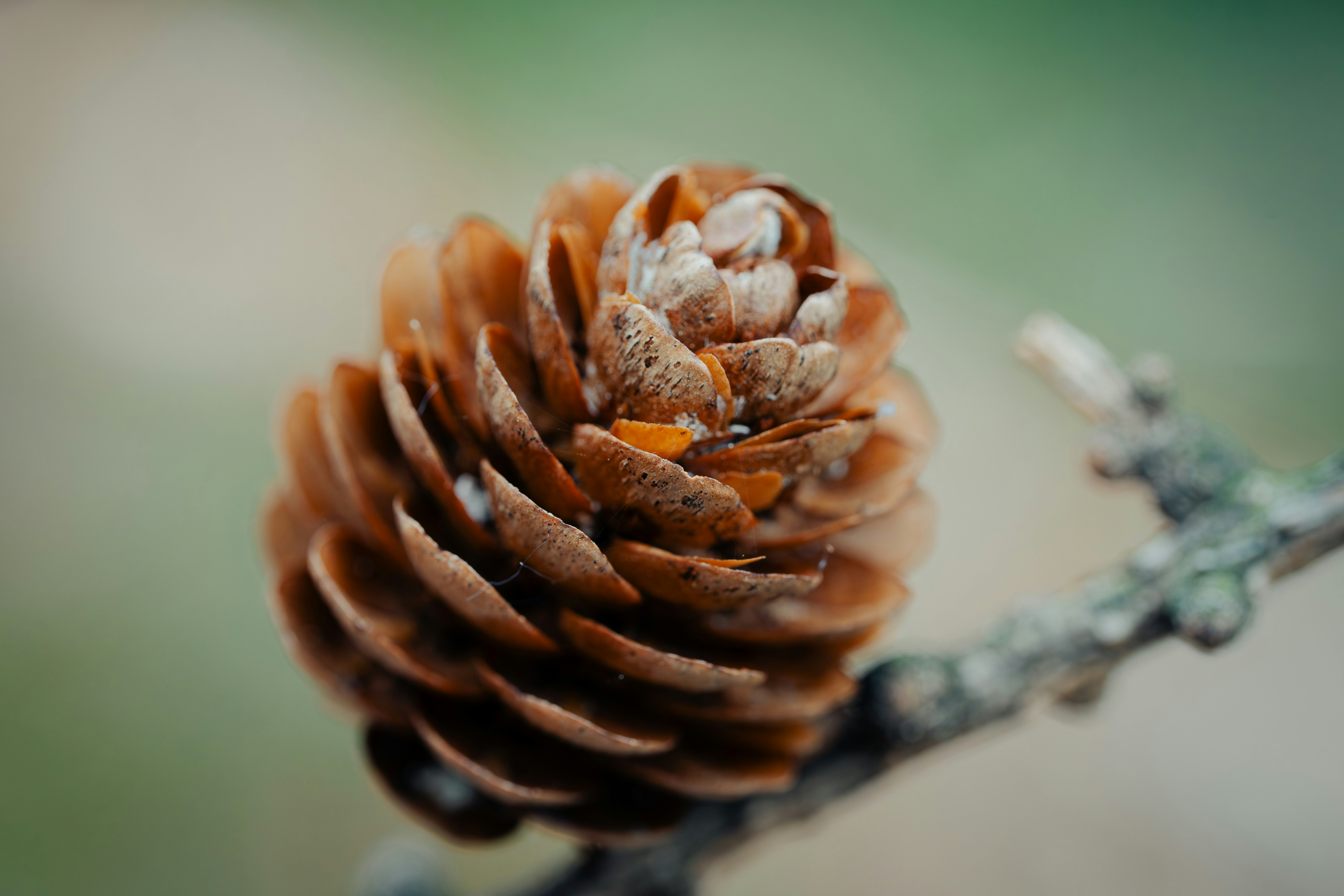 Close-Up of a Pine Cone: Textured Scales in Soft Backdrop