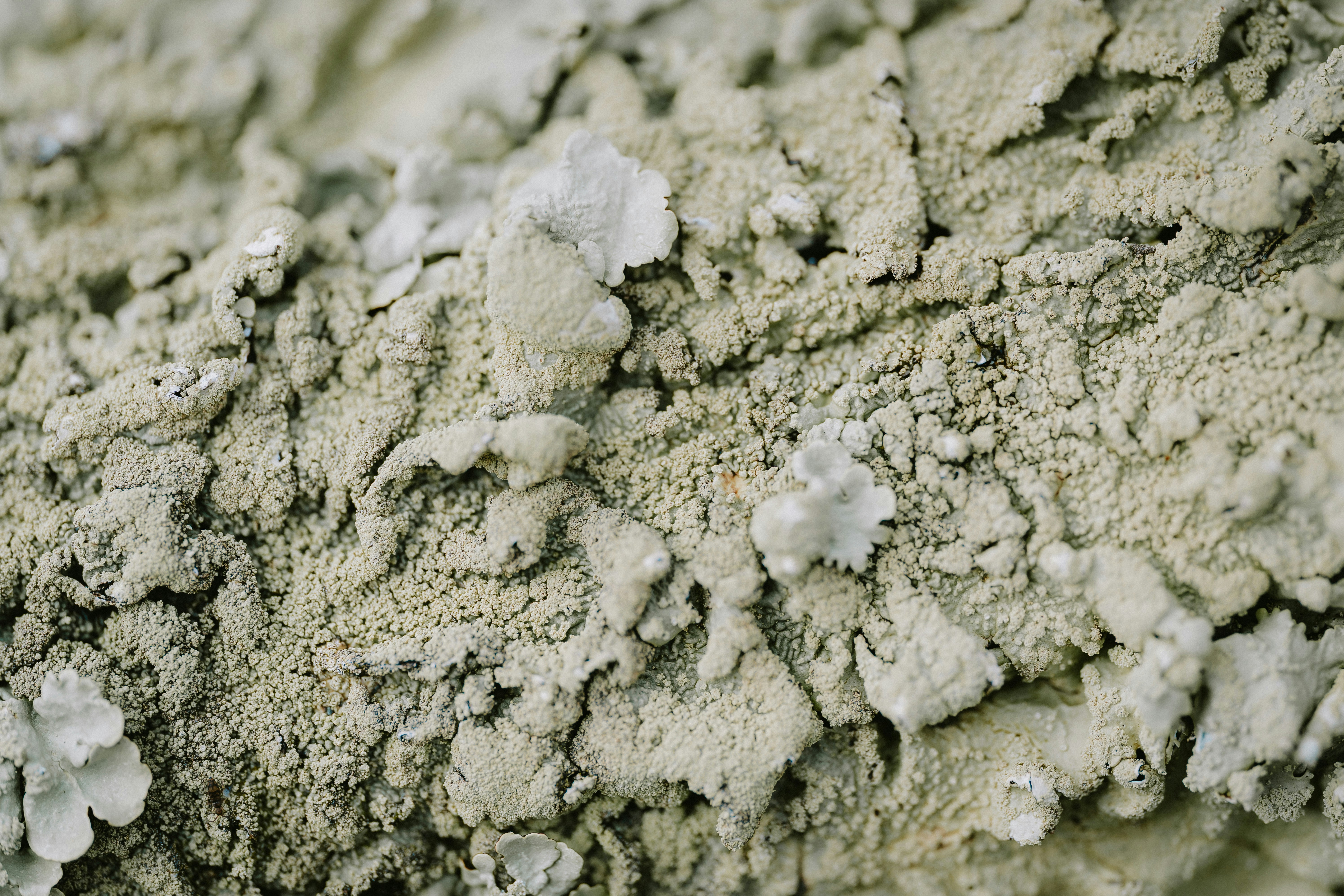 Mineral Alchemy: Crystalline Coral on Rough Terrain