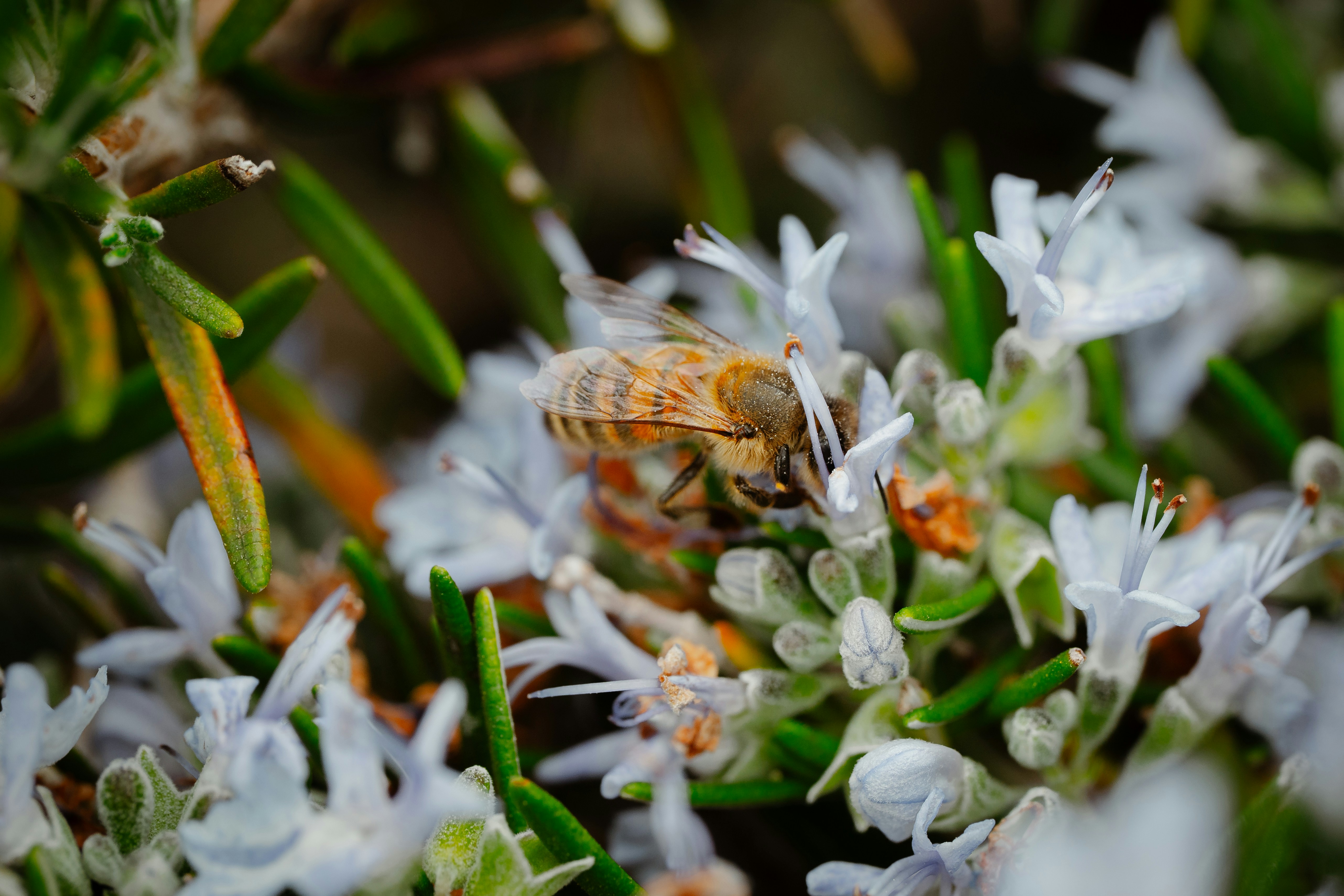 Midair On a Bloom: A Honeybee forages among pale blossoms
