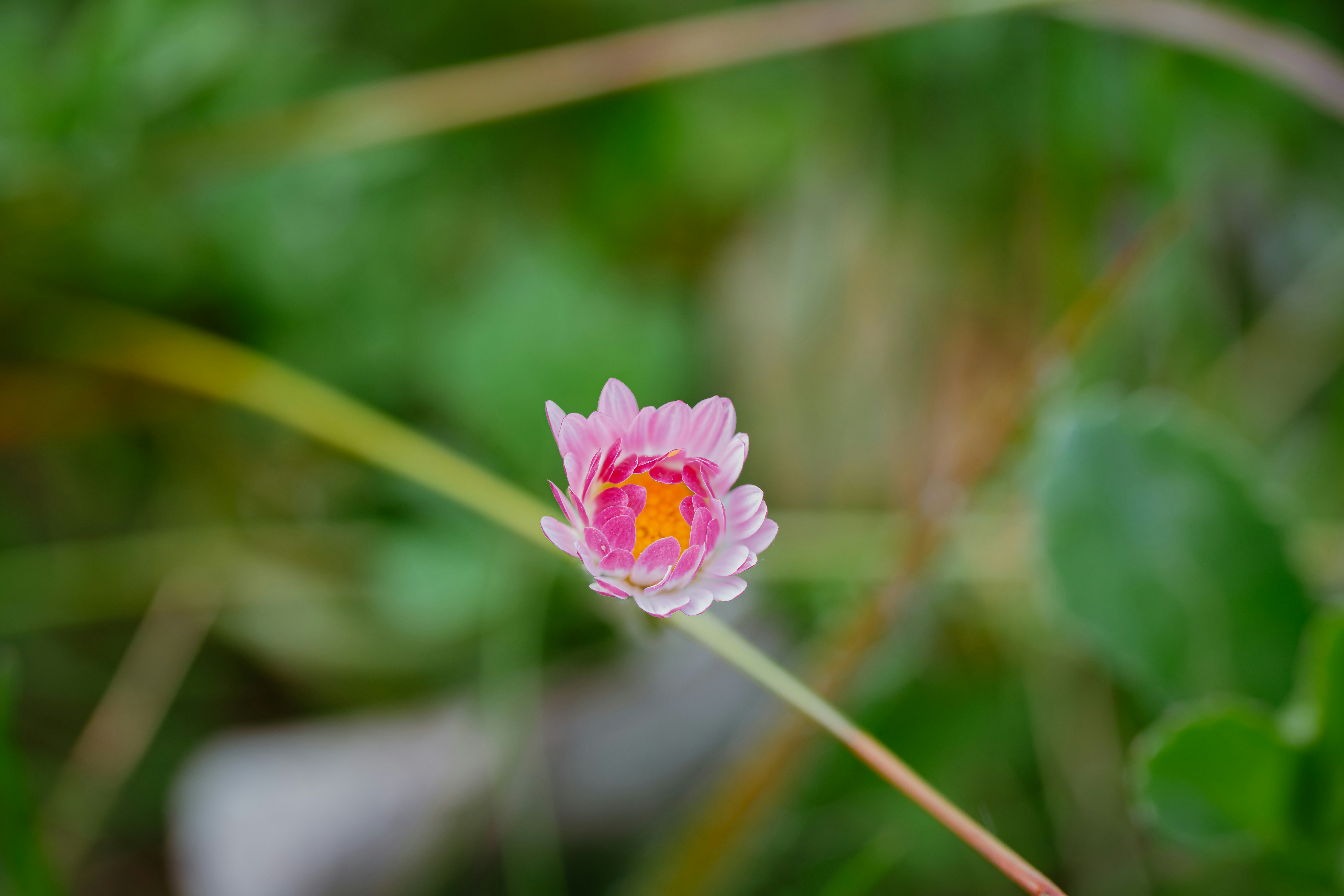 Petal Burst: A Delicate Pink Bloom in Soft Focus Green