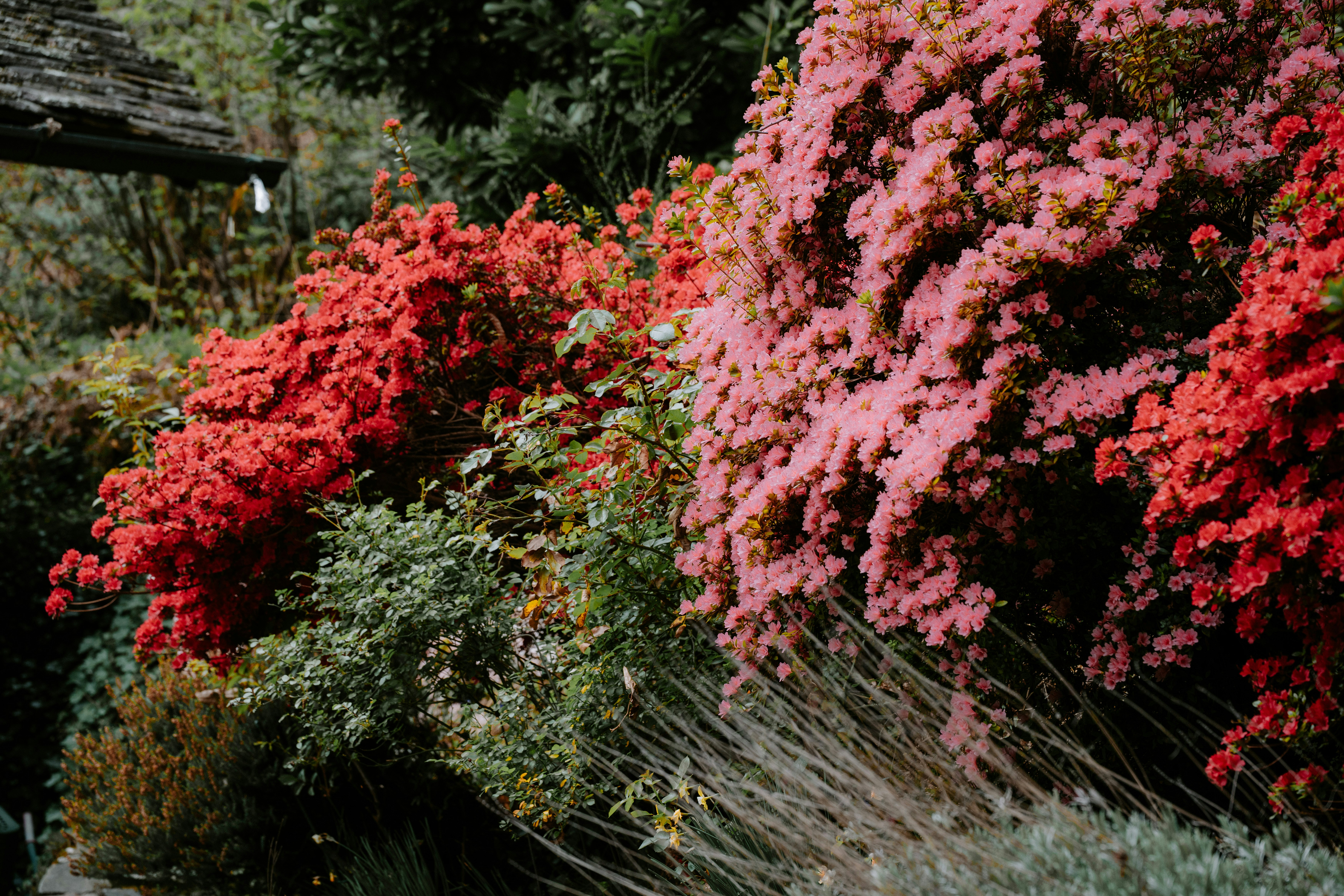 Azalea Cascade in Bloom: A Garden of Wading Pink and Crimson