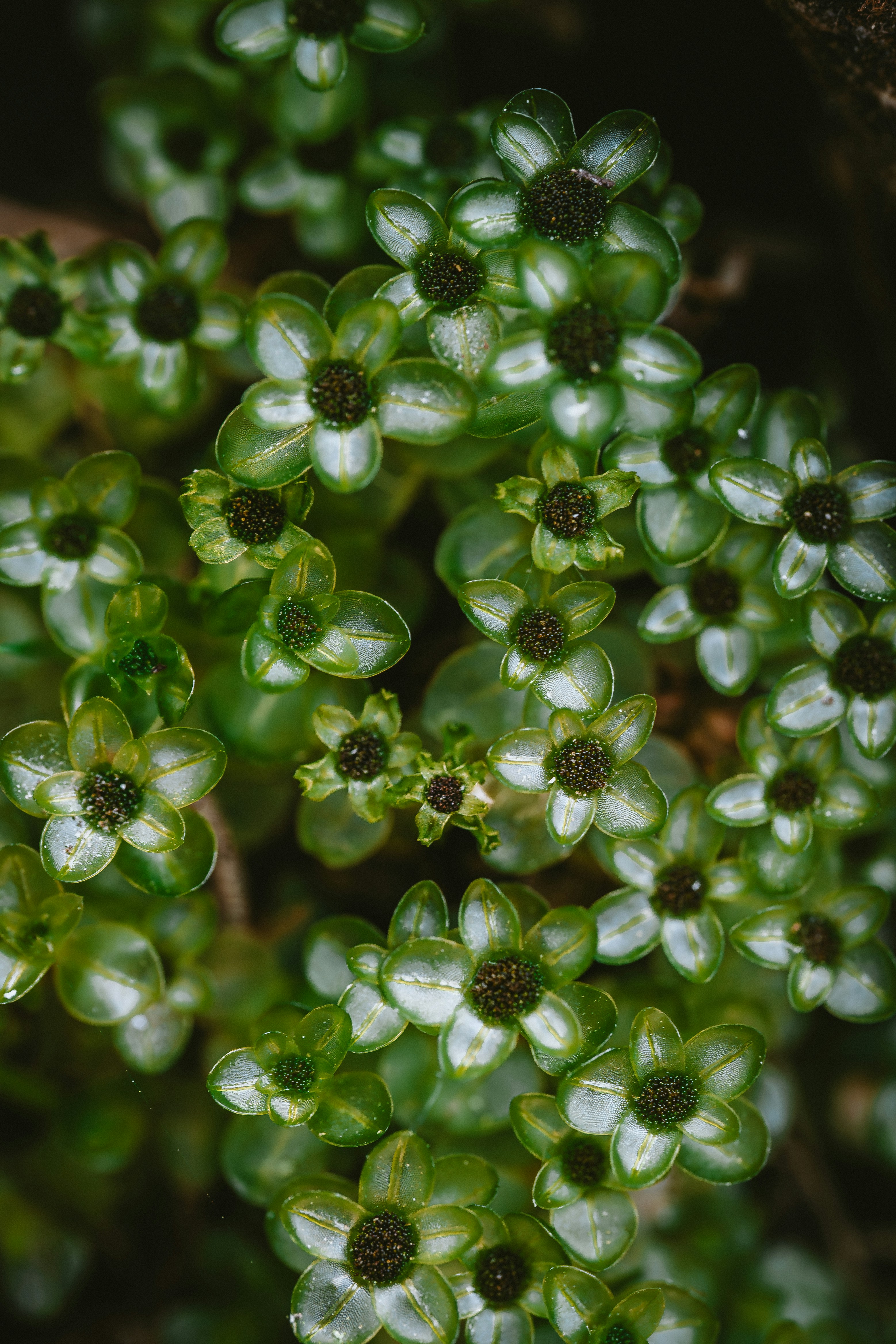 Emerald rosettes: a close-up of succulent flowers with glossy leaves
