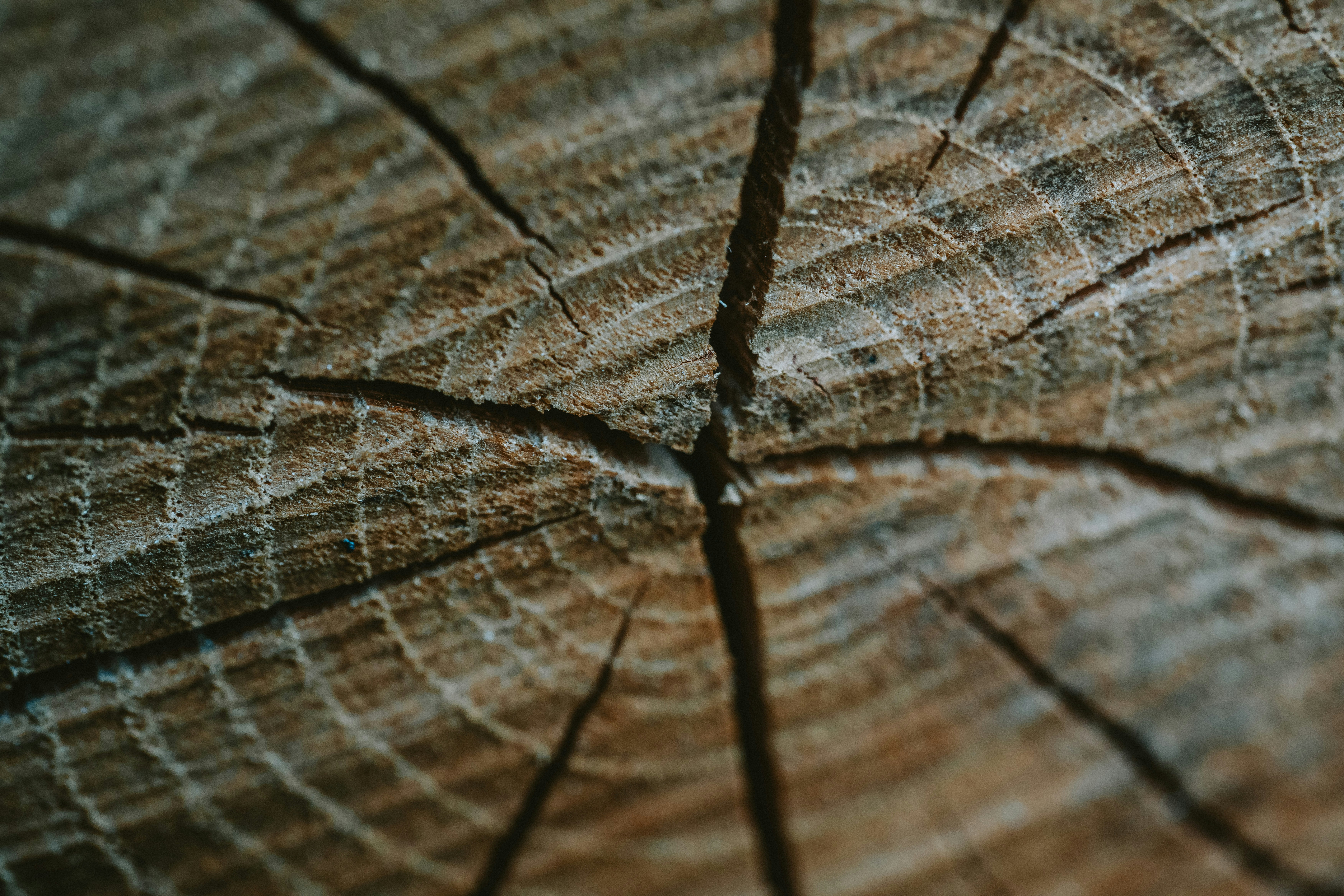Crossroads in Grain: The Quiet Tree Ring Portrait