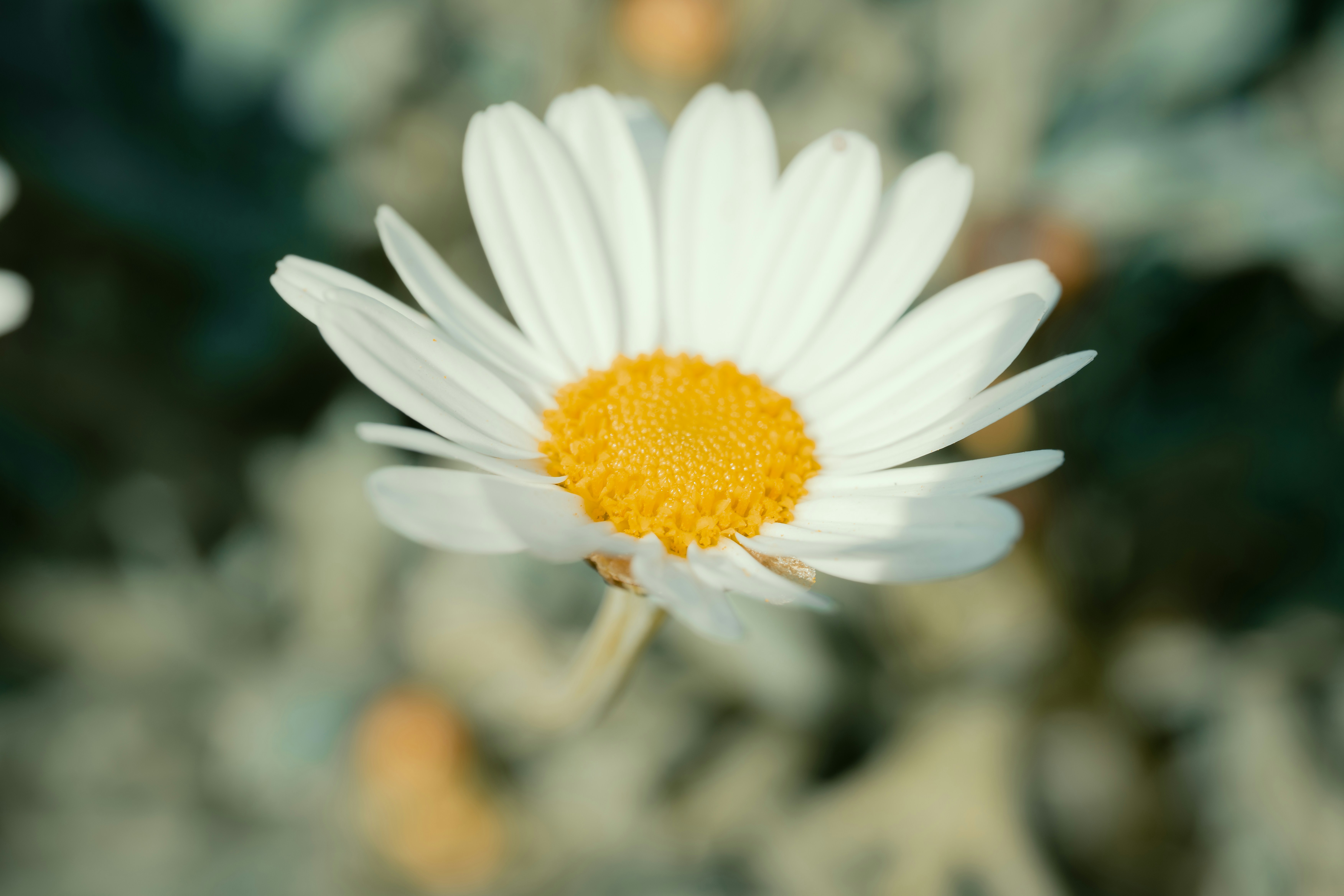 Close-up of a Daisy: Crisp center with soft blurred background