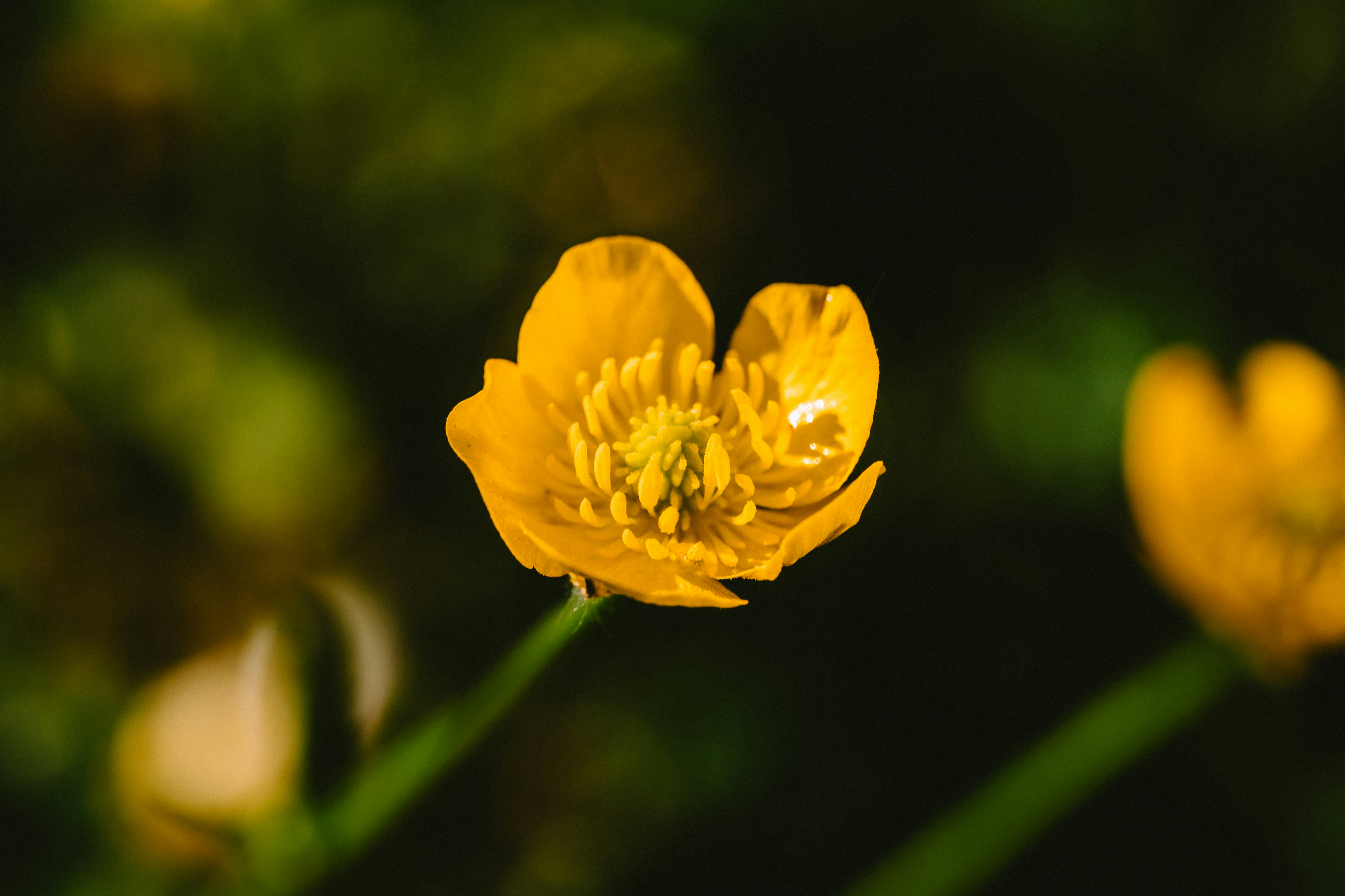 Gold Petal in Soft Focus