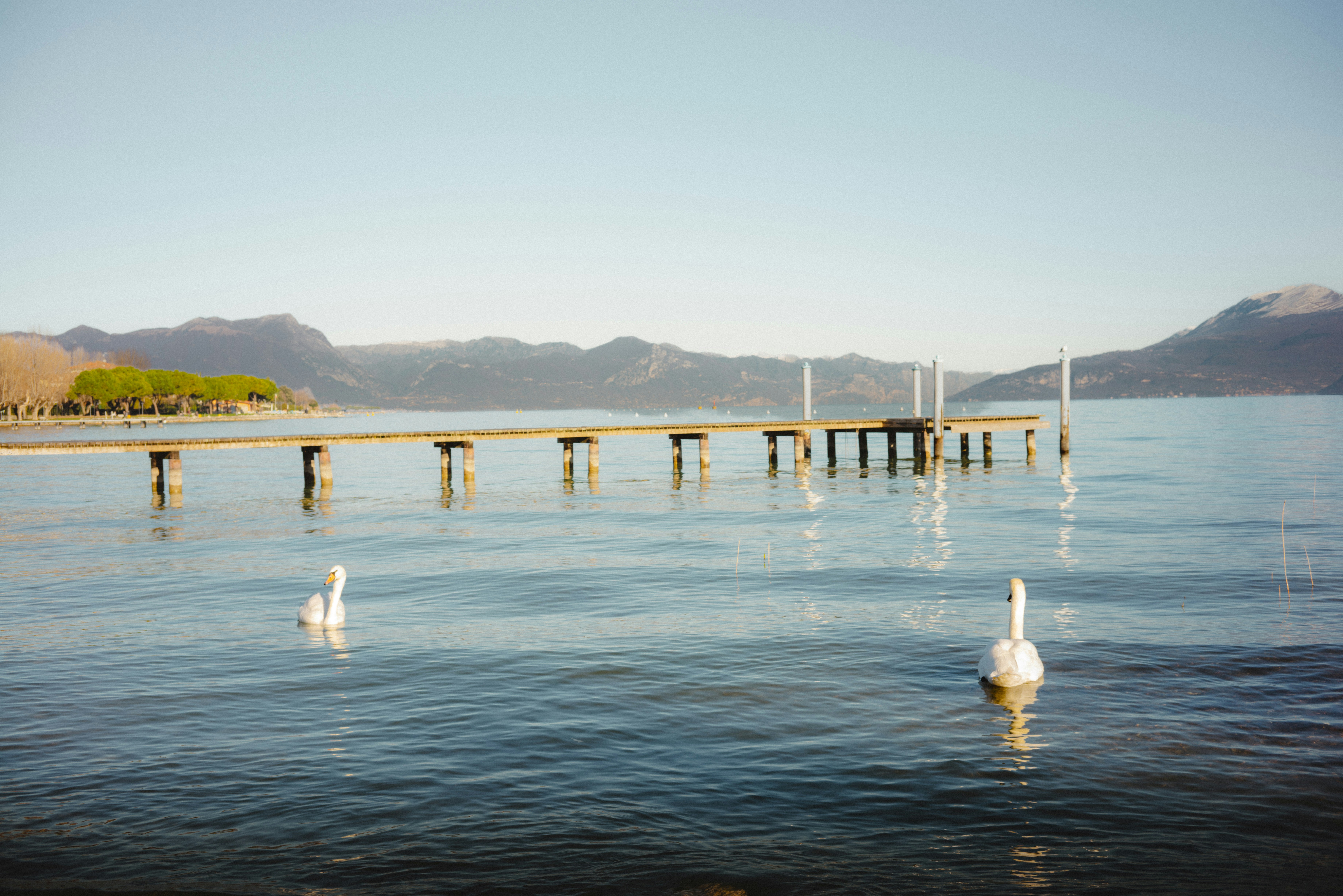 Quiet Lake Docks: Swans at Dusk under Mountain Ridge