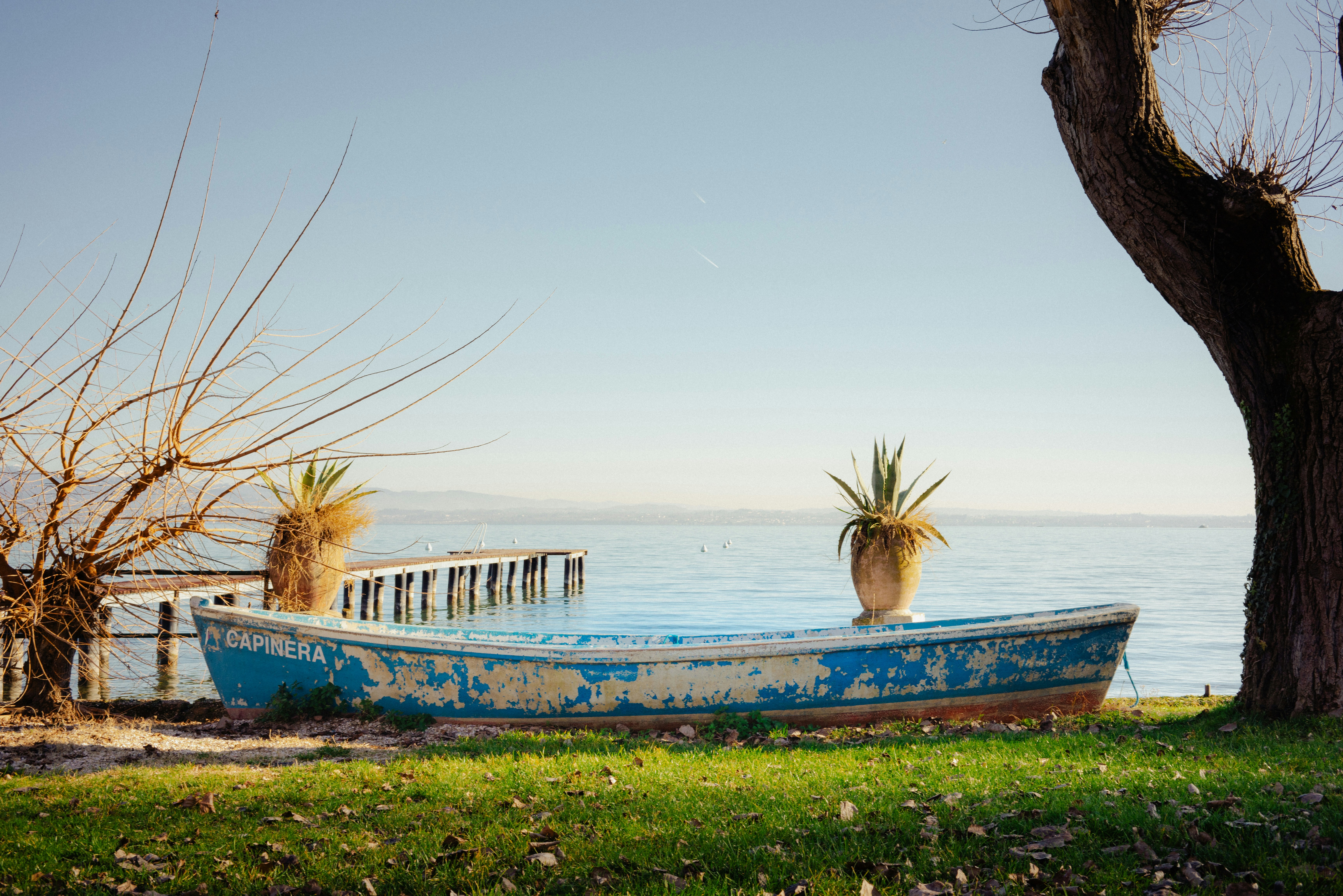 Blue wooden boat resting on grassy shore beside calm water, with a weathered tree and small palm plants near a weathered pier in the distance.