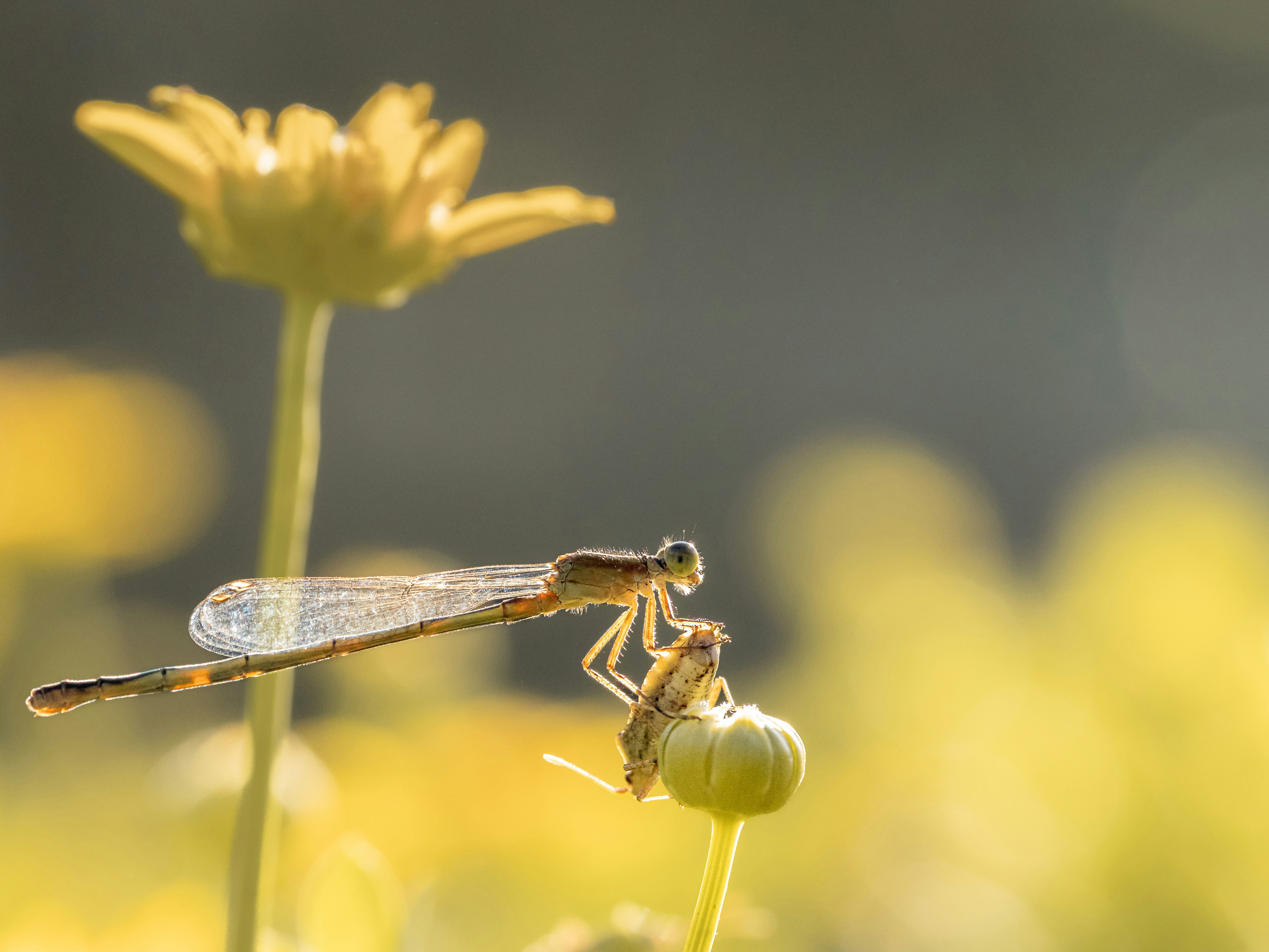 Dragonfly Silhouette on a Sunlit Meadow Spike
