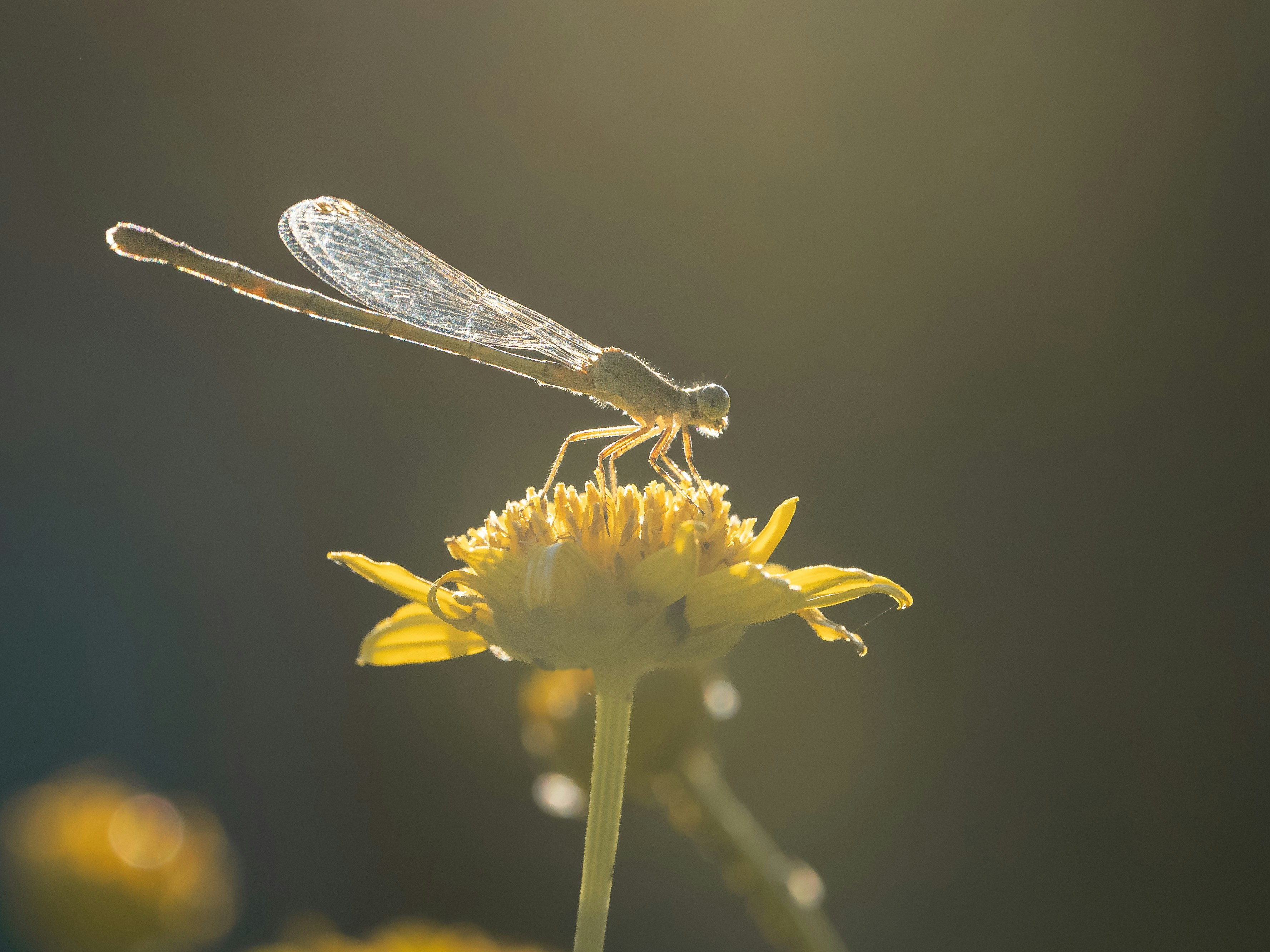 Golden Glance: Dragonfly perches on a sunlit bloom