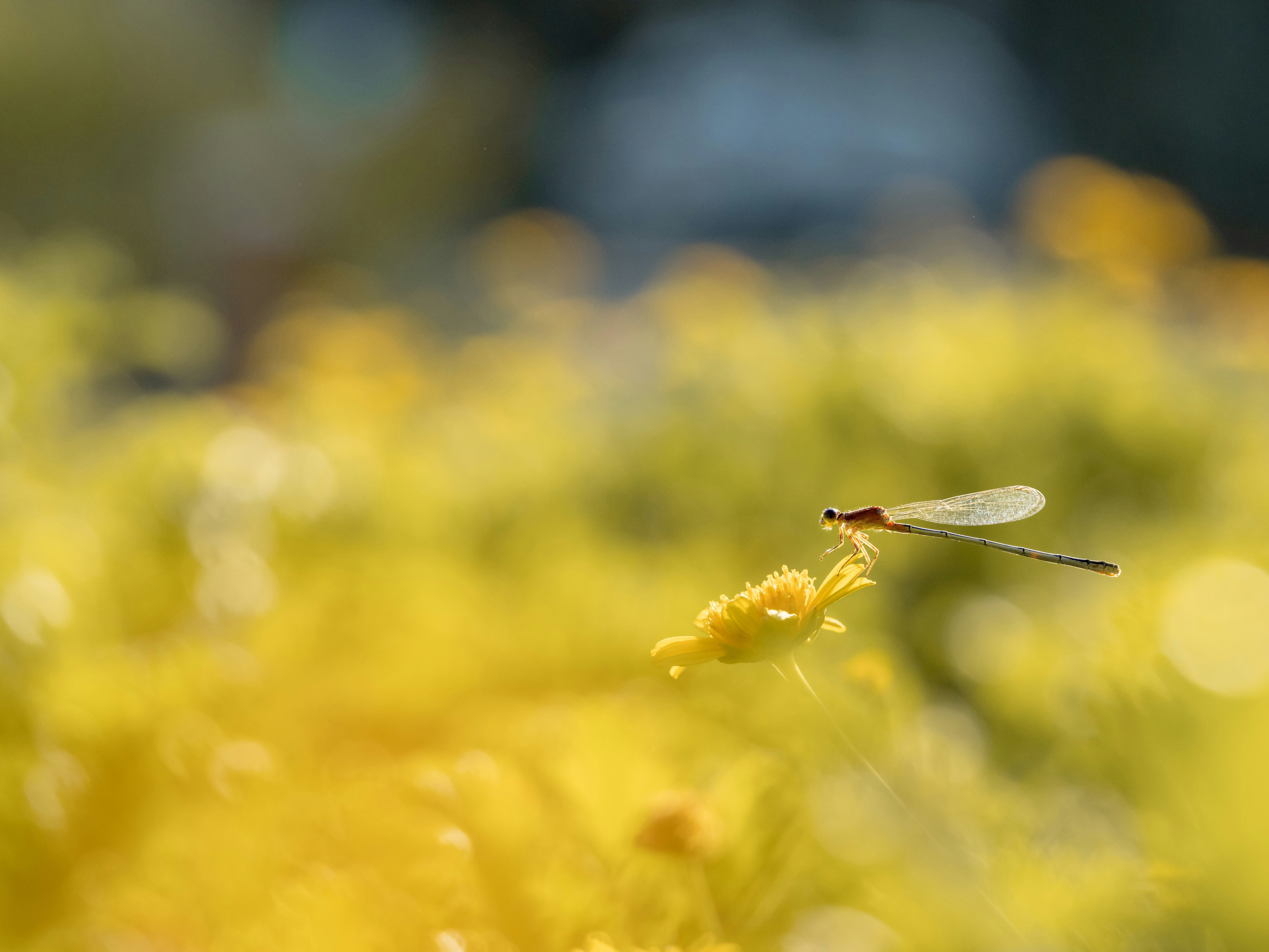Golden Meadow Dragonfly: The Delicate Hunter on a Sunlit Bloom