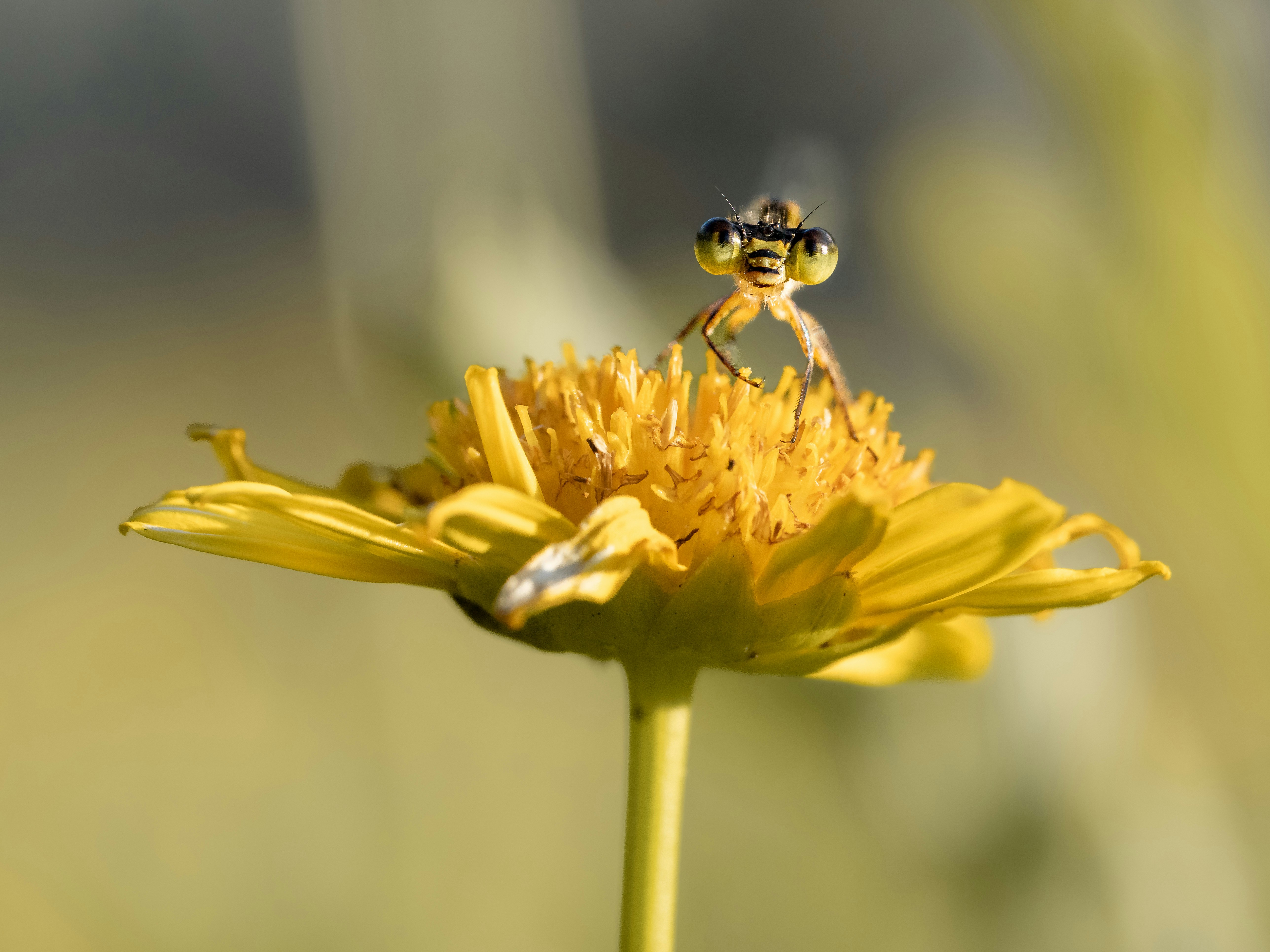 Hovering Eye-Contact on a Golden Bloom