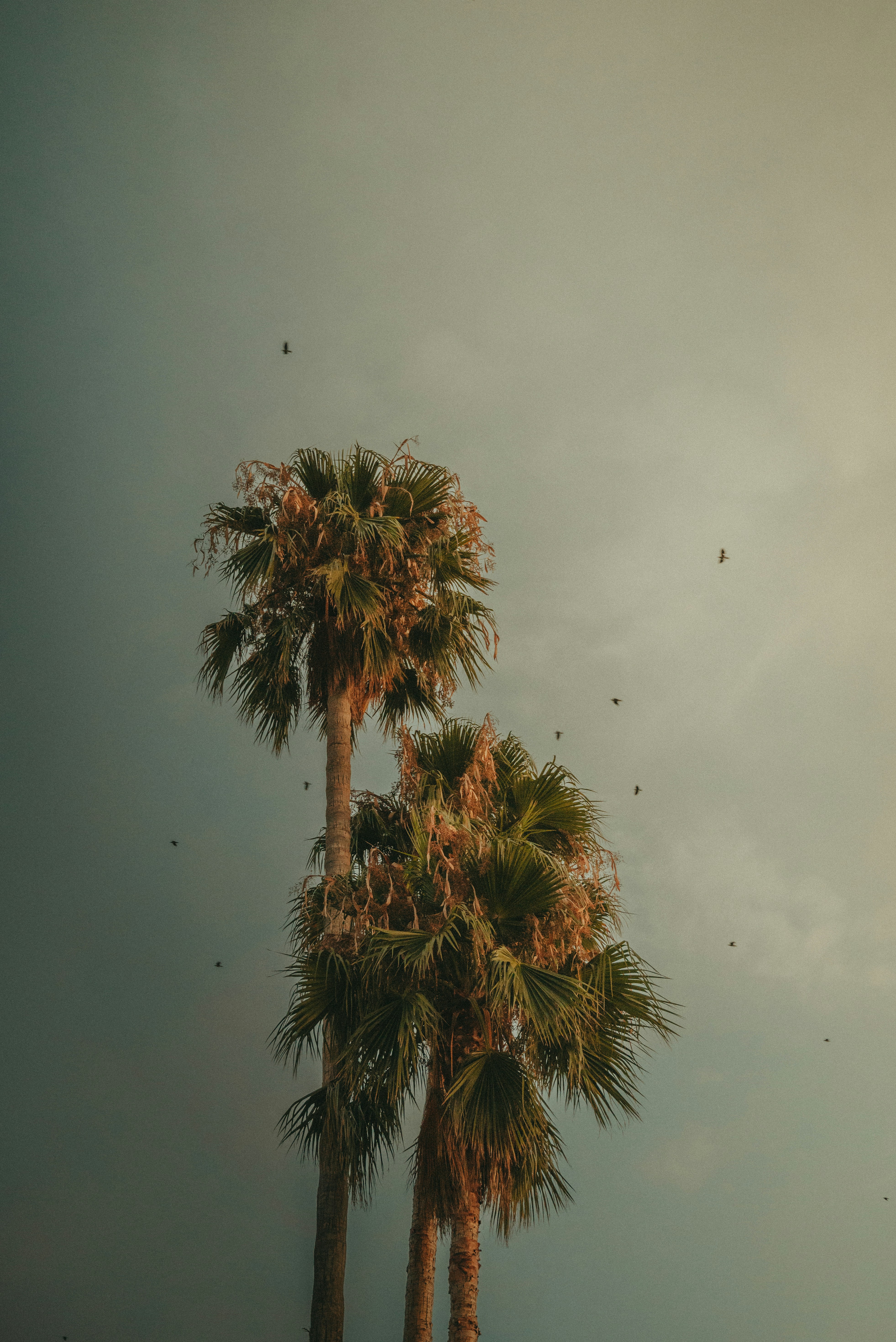 Twin Palms Under a Powdery Sky